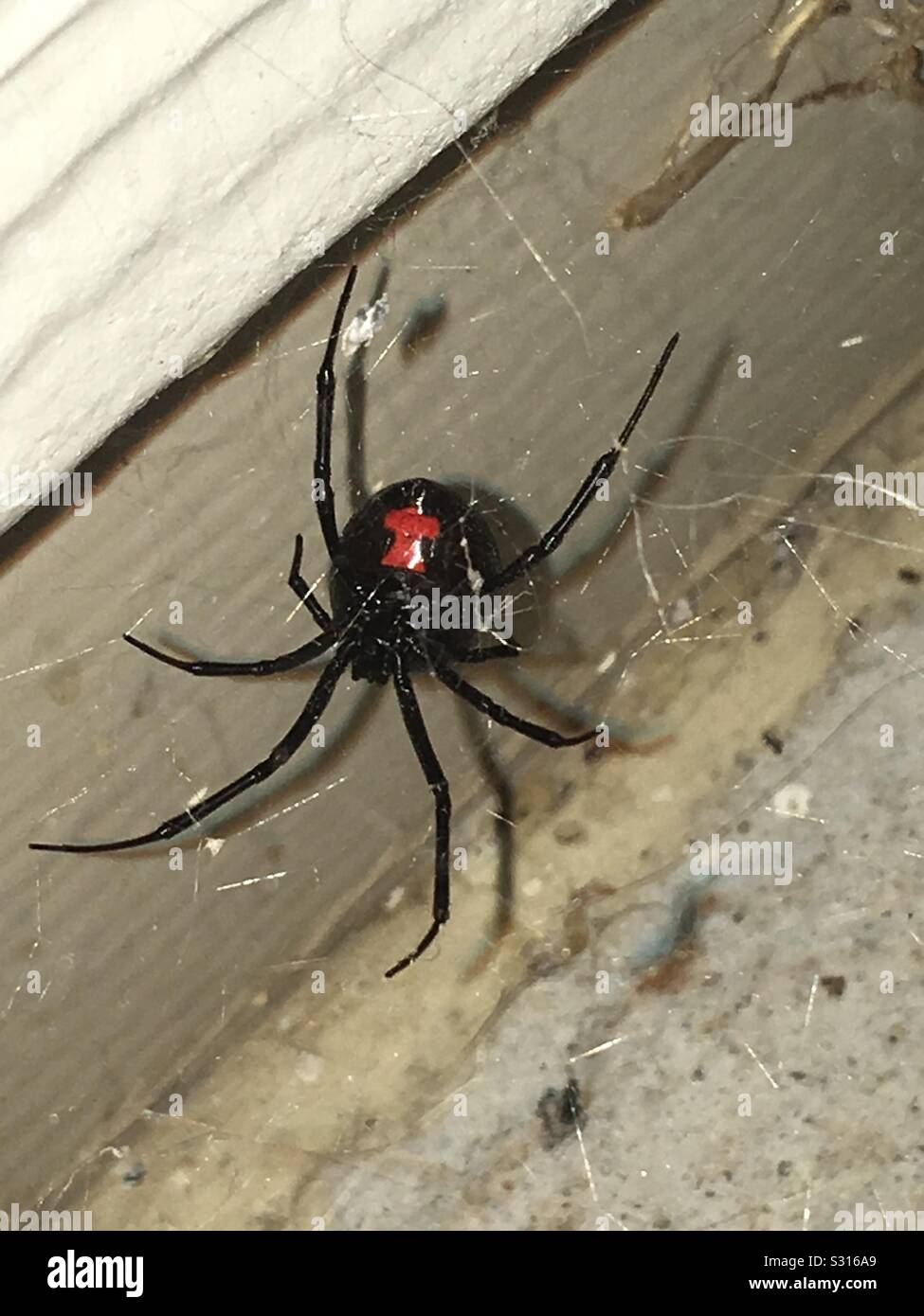 Schwarze witwe -Fotos und -Bildmaterial in hoher Auflösung – Alamy