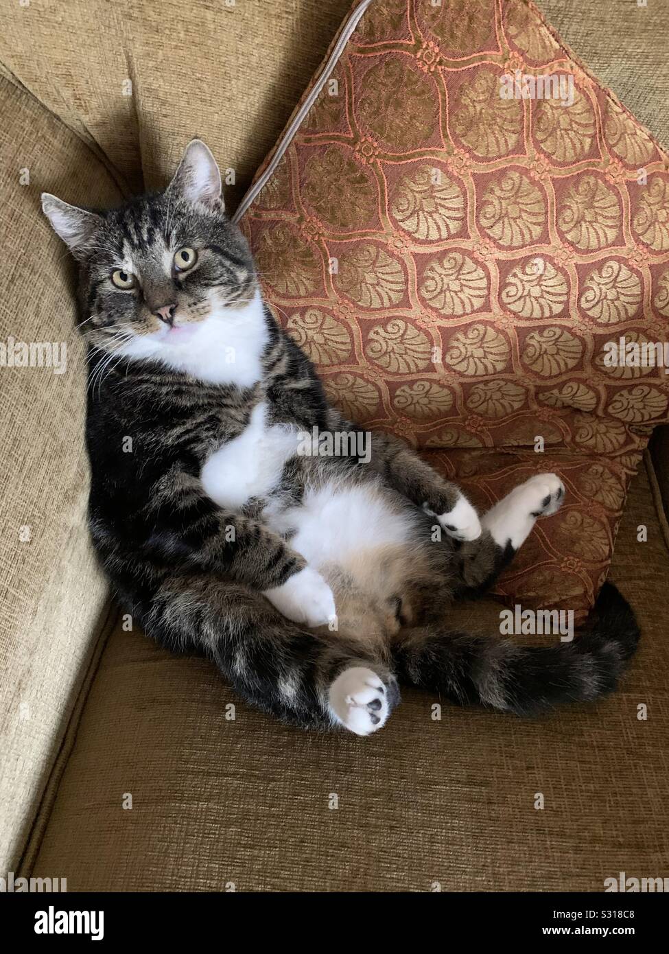 Sitzende katze -Fotos und -Bildmaterial in hoher Auflösung – Alamy