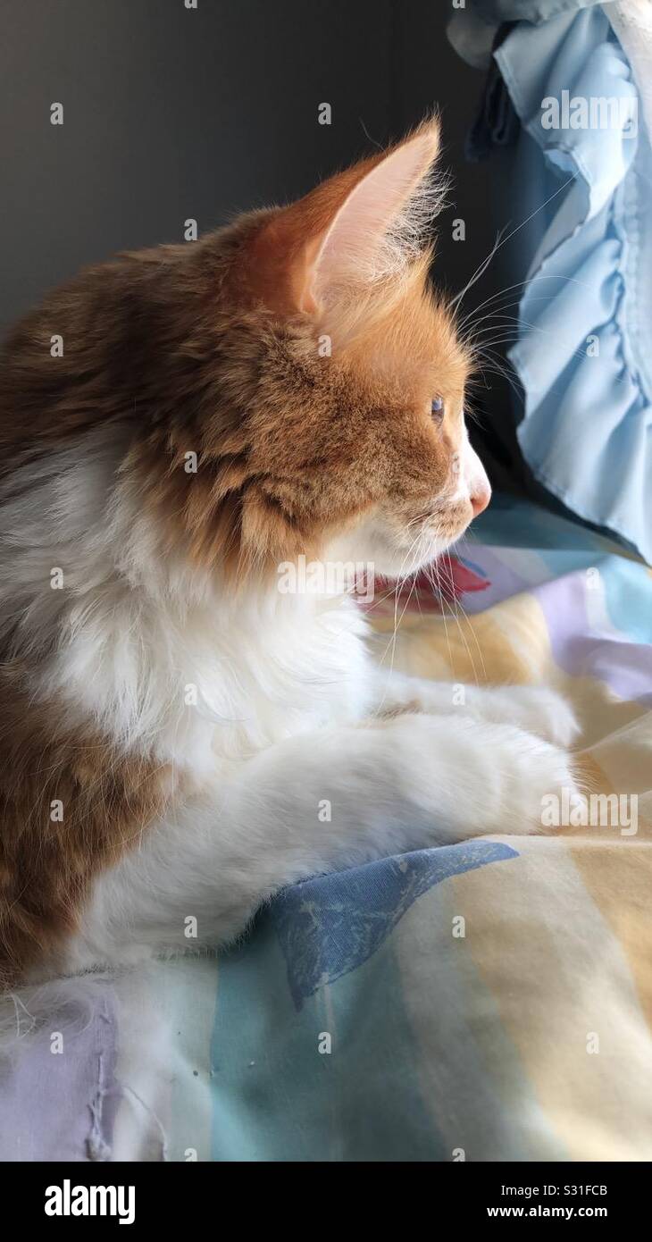 Meine süße Katze Stockfotografie - Alamy