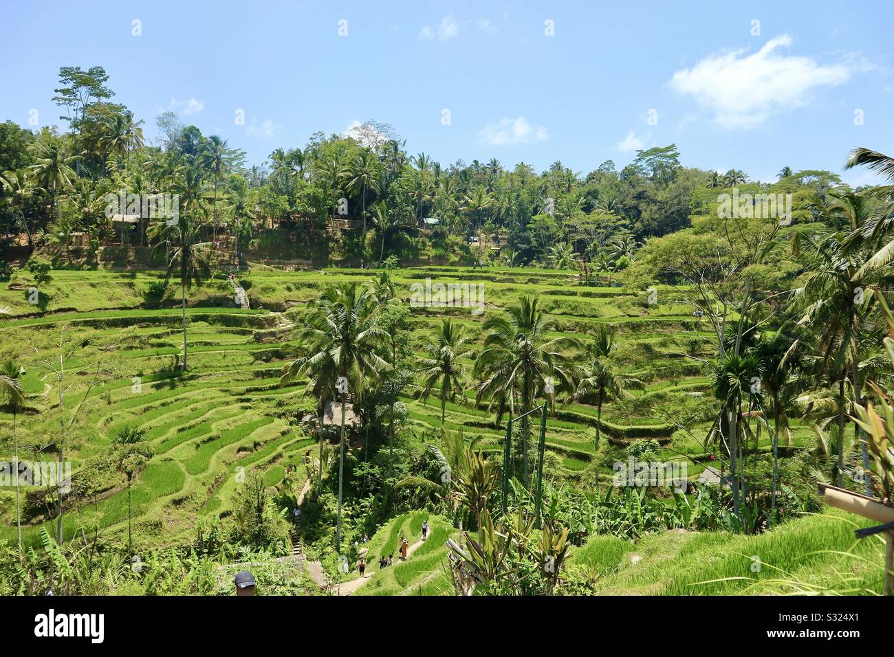 Tegallalang reisfelder -Fotos und -Bildmaterial in hoher Auflösung – Alamy