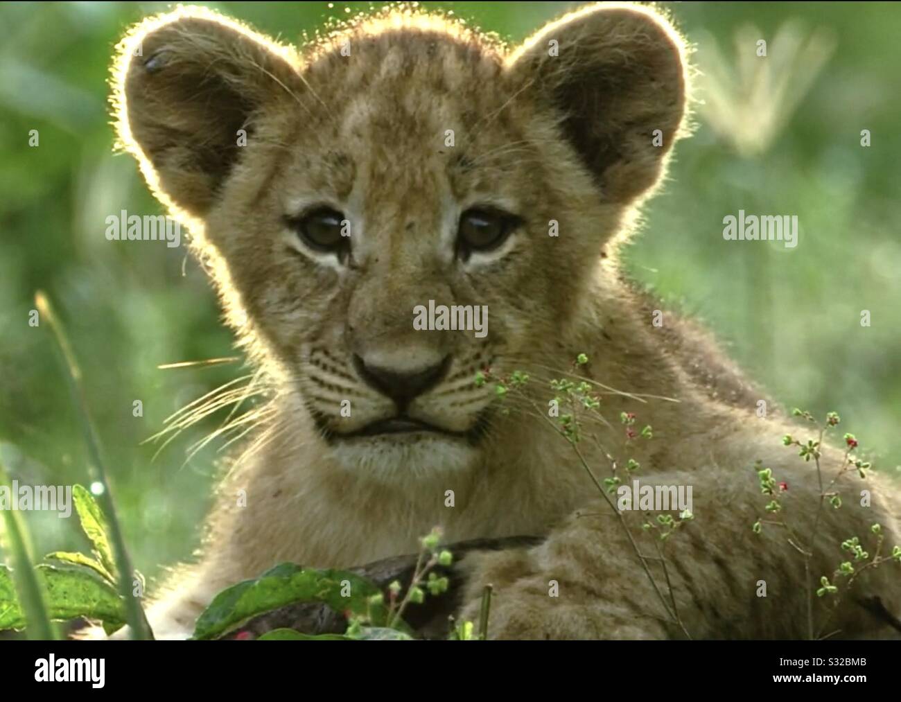 Baby Löwe Stockfotos und -bilder Kaufen - Alamy