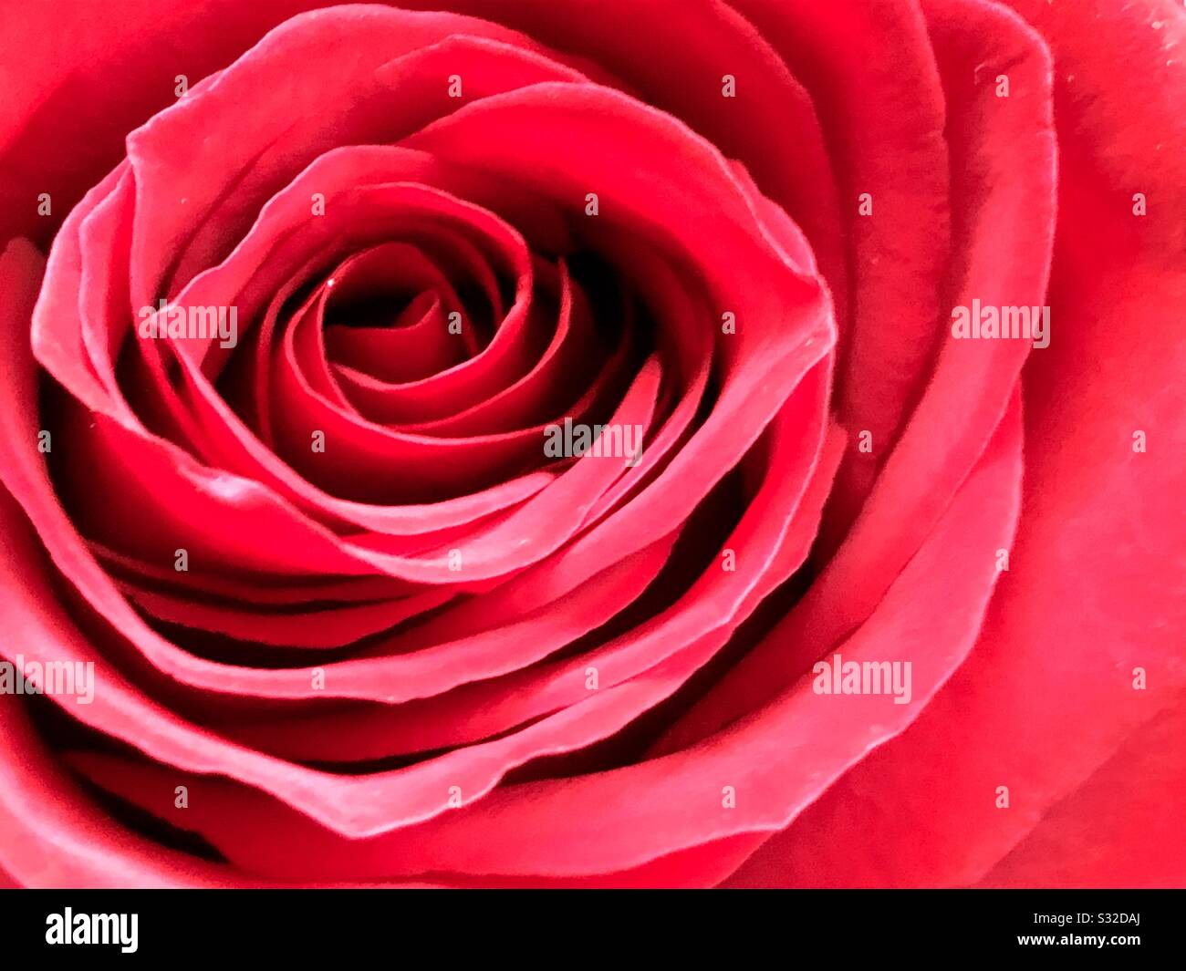 Geschenk Zum Rosentag Stockfotos und -bilder Kaufen - Alamy