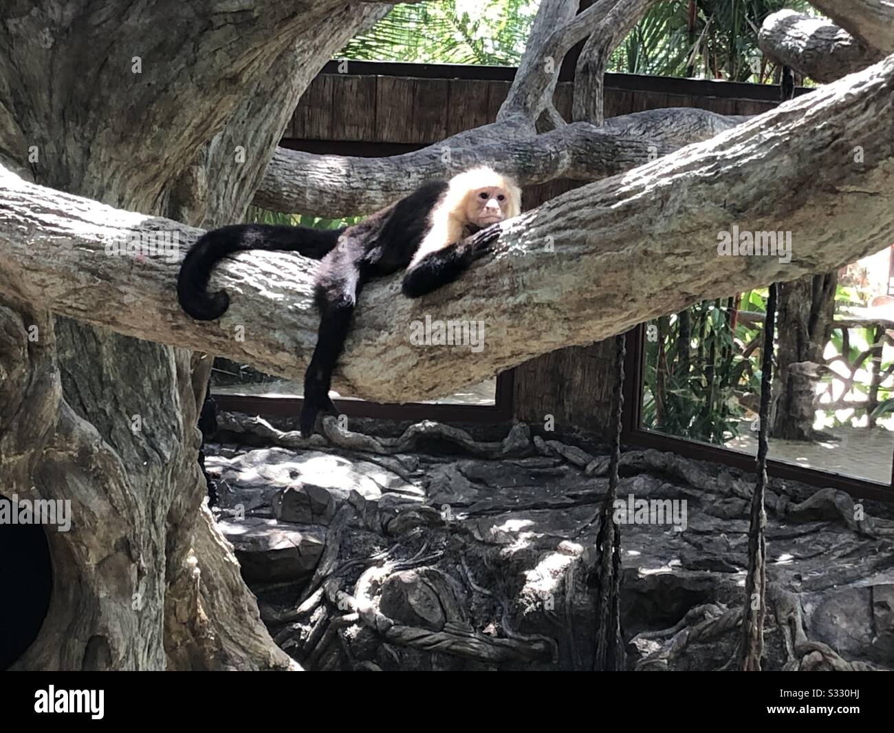 Affe legt auf Baum im Naturschutzzentrum in costa rica Stockfotografie ...