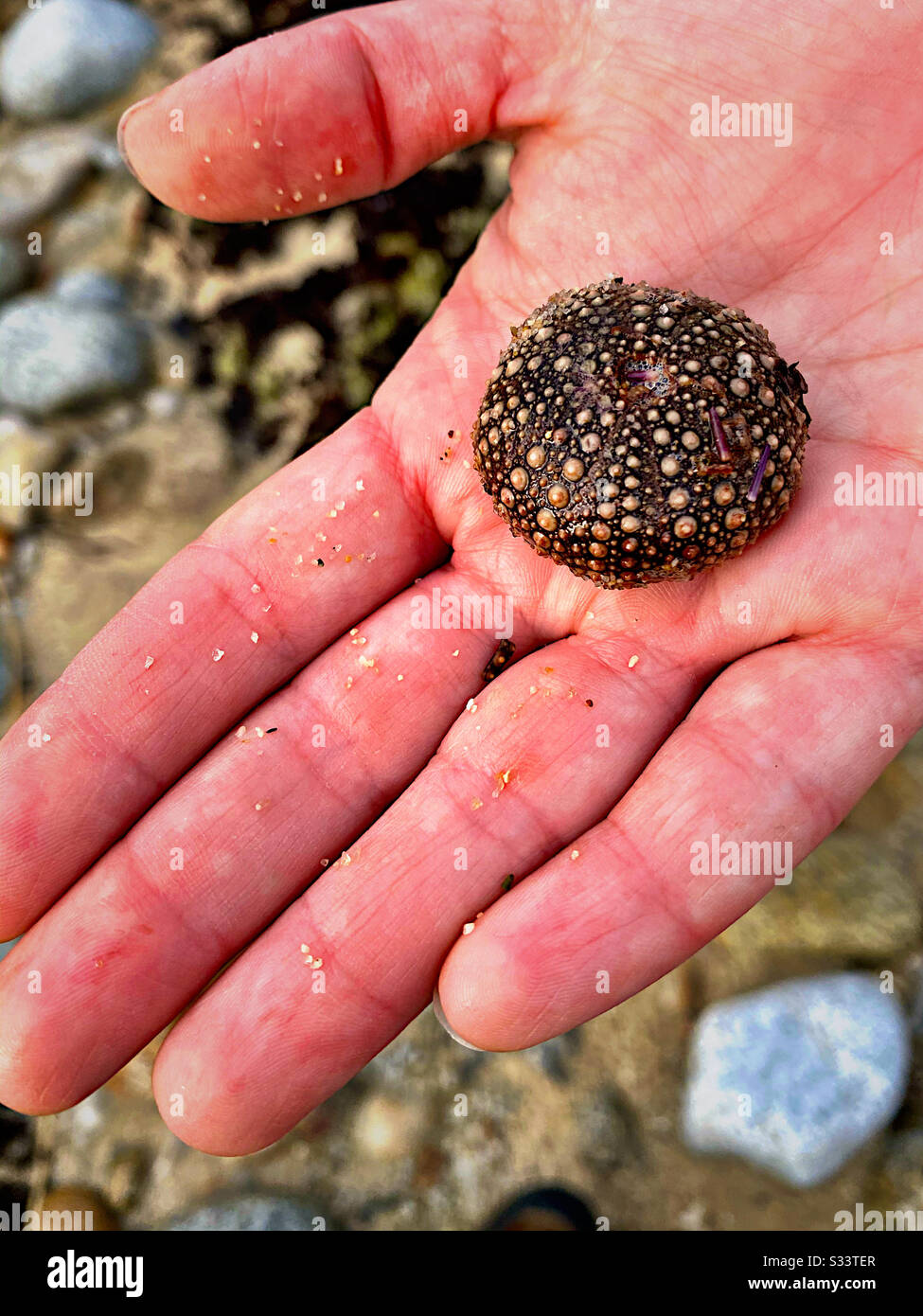 Seeigel schale -Fotos und -Bildmaterial in hoher Auflösung – Alamy