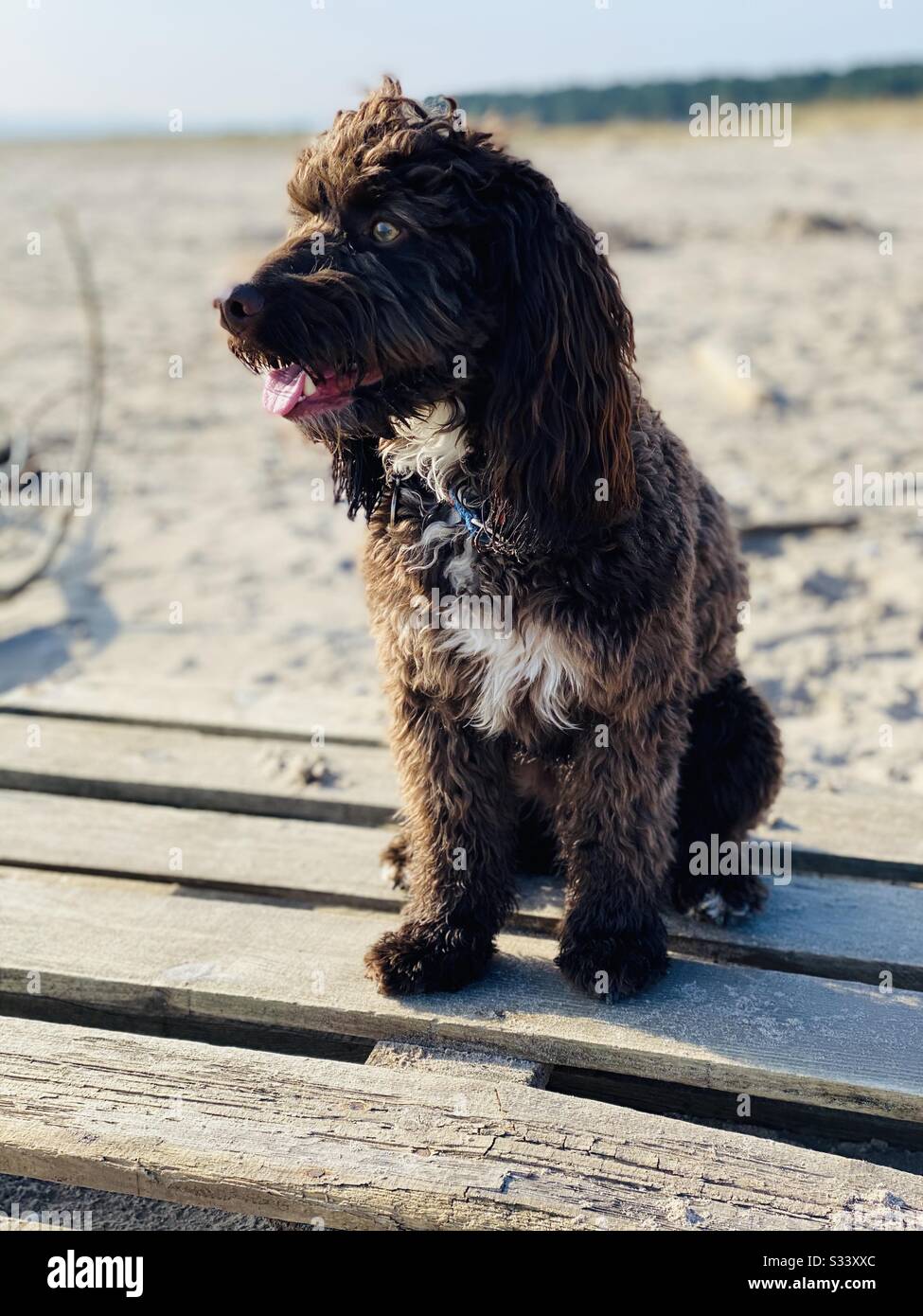 Cockapoo am strand -Fotos und -Bildmaterial in hoher Auflösung – Alamy