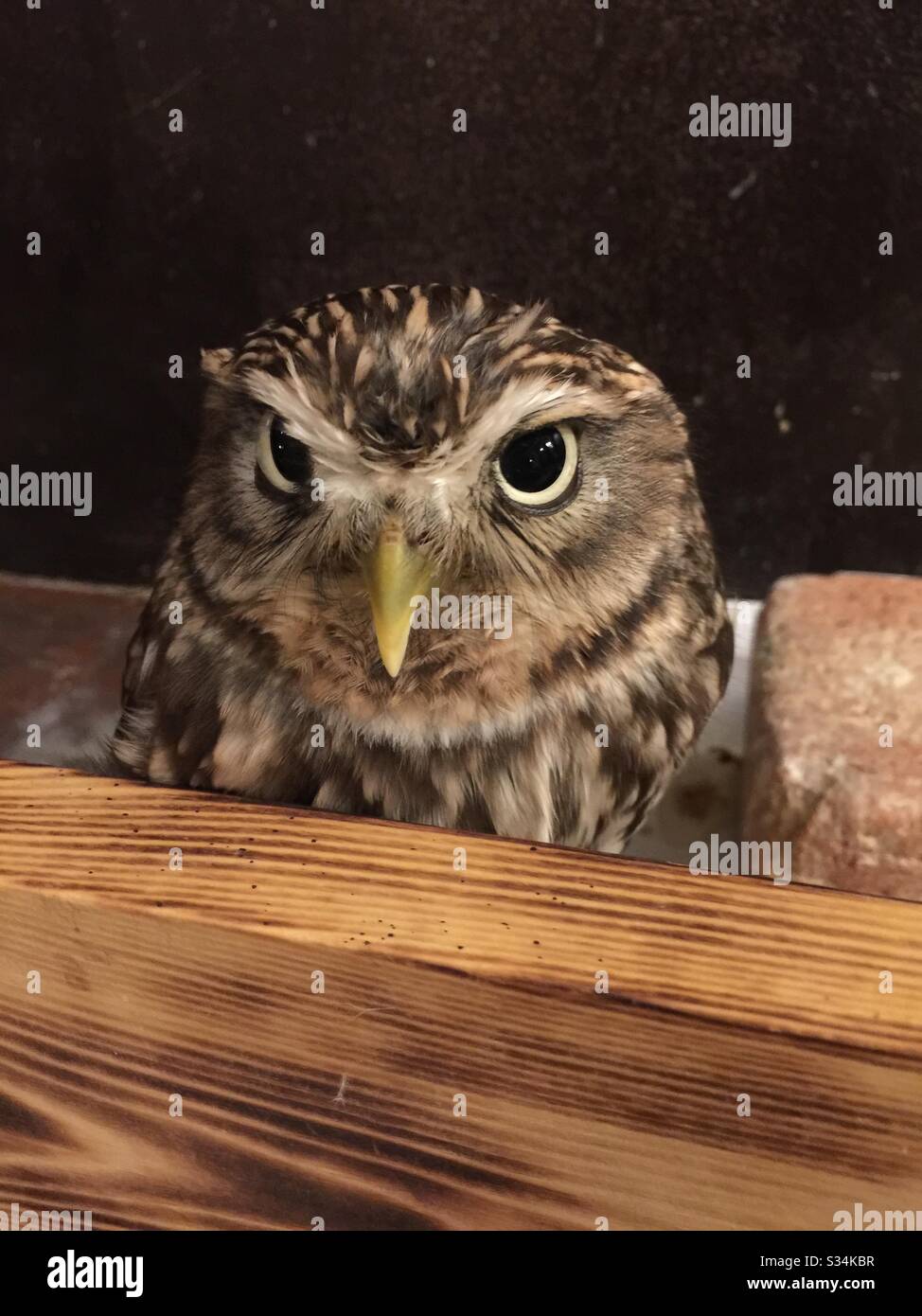 Eule baby Stockfotos und -bilder Kaufen - Alamy