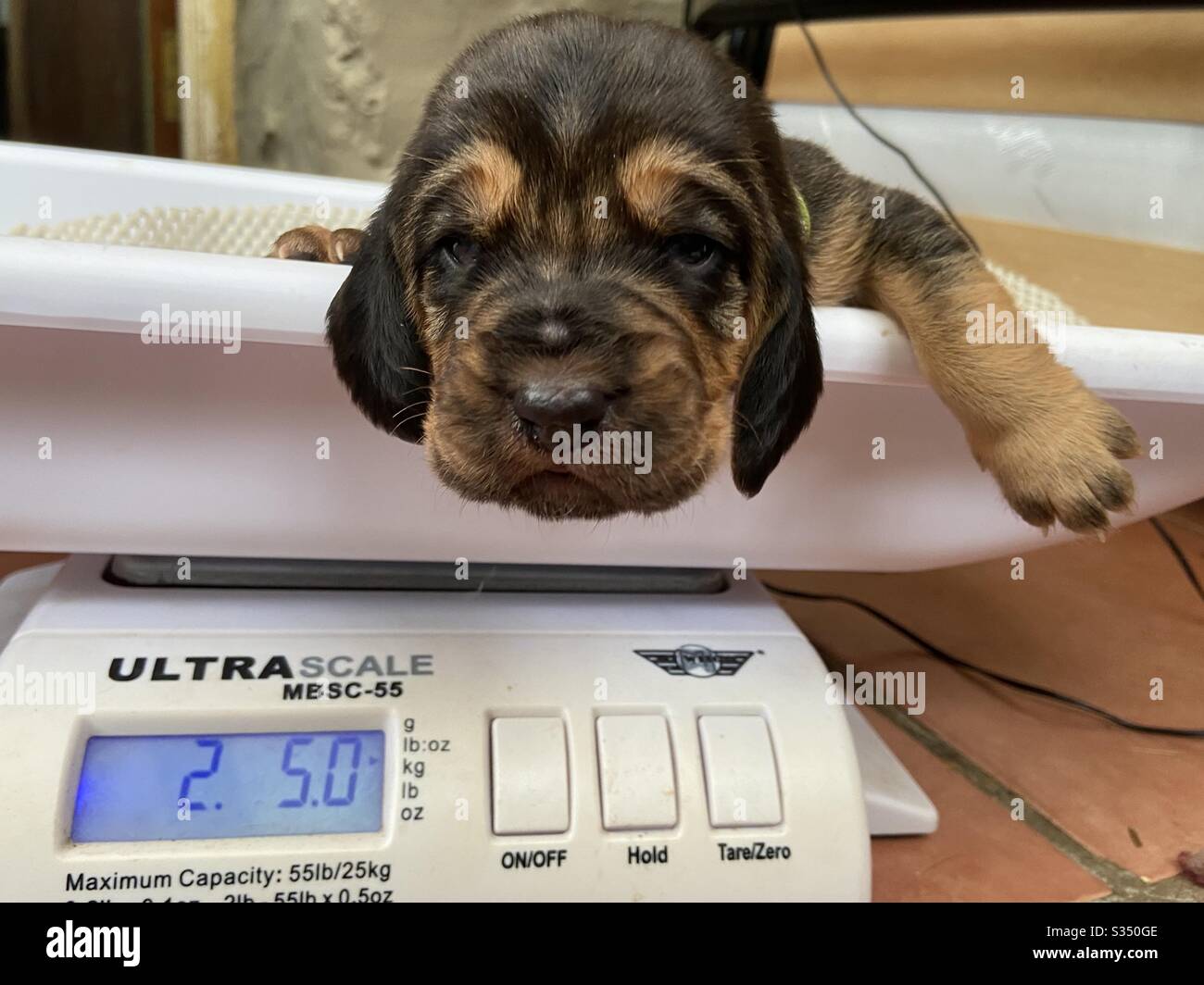 Gewicht wiegen -Fotos und -Bildmaterial in hoher Auflösung – Alamy