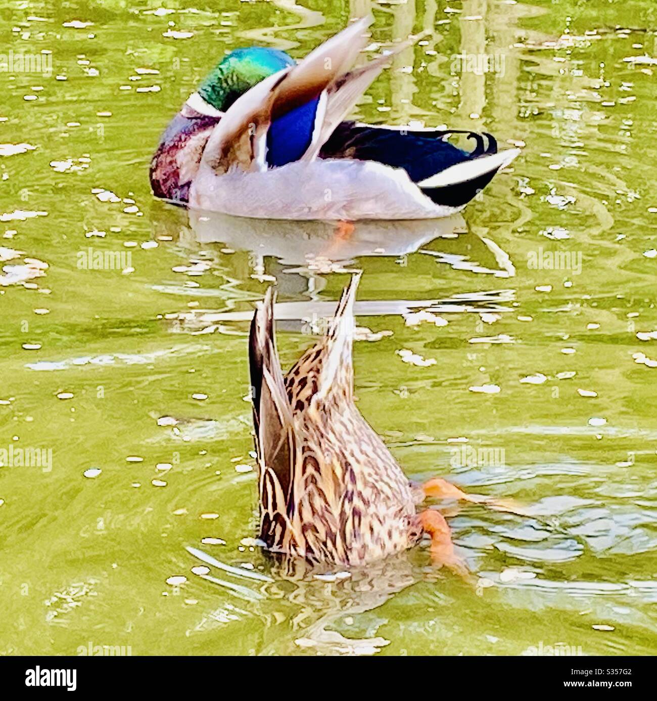 Lokale vögel -Fotos und -Bildmaterial in hoher Auflösung – Alamy