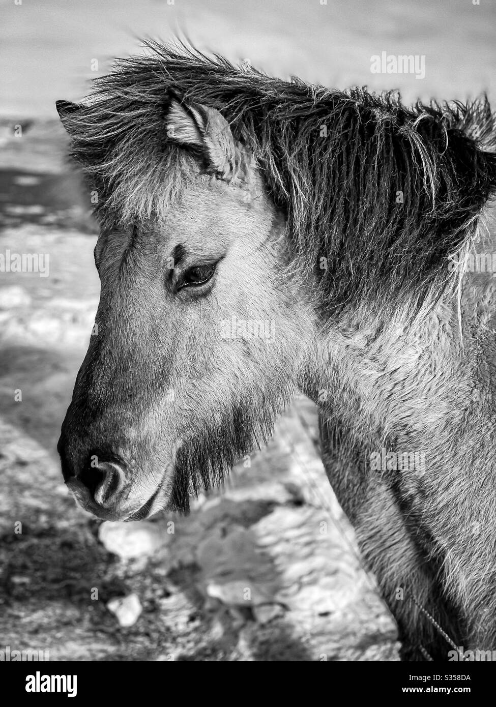 White Icelandic Pony Stockfotos und -bilder Kaufen - Alamy