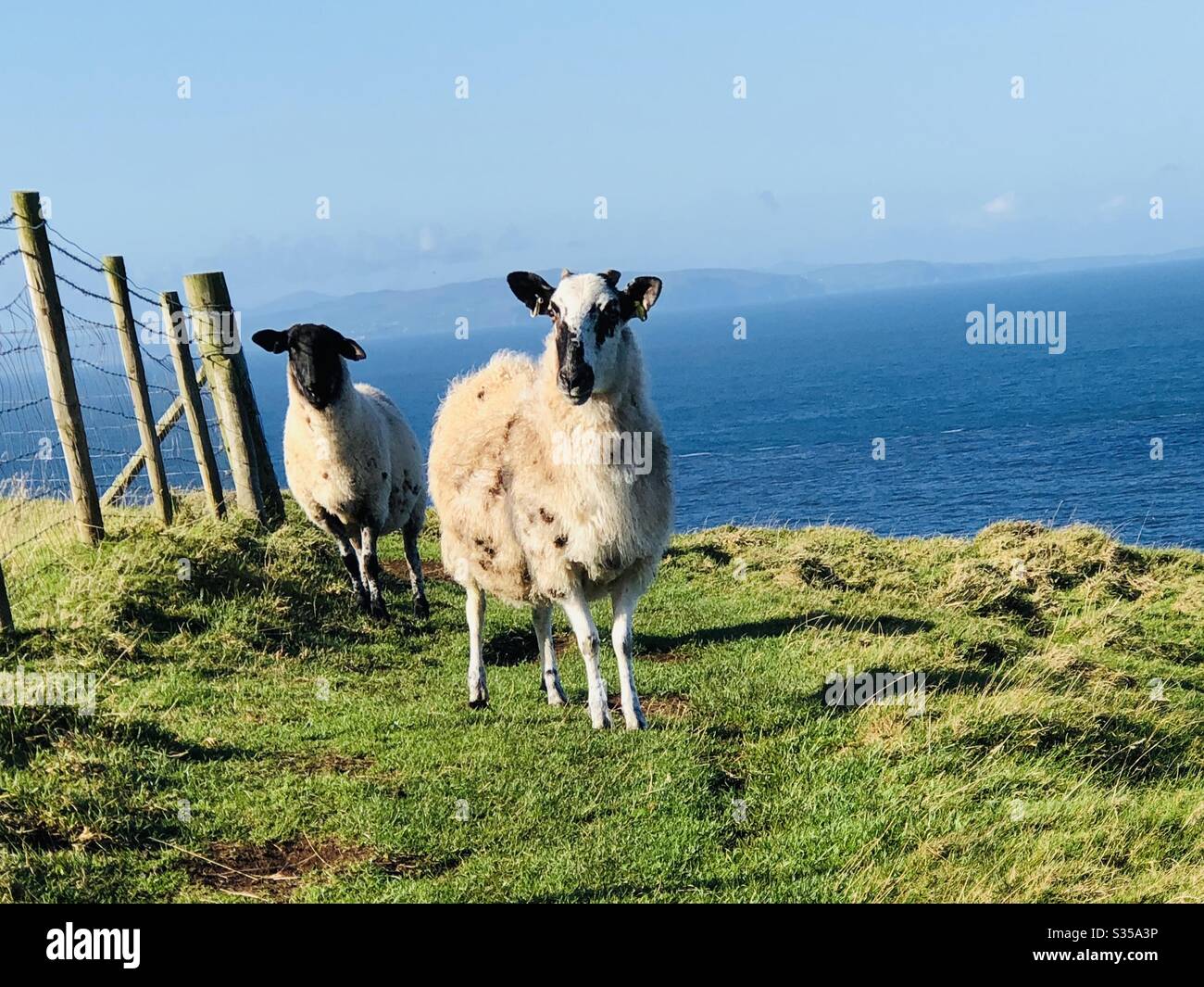Schafe auf klippen -Fotos und -Bildmaterial in hoher Auflösung – Alamy