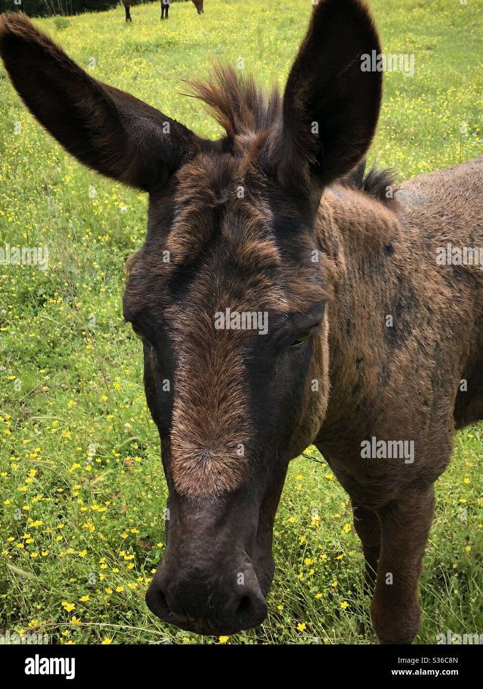 Esel Gesicht Stockfotos und -bilder Kaufen - Alamy