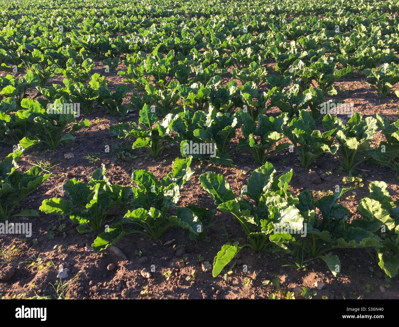 Sugar Beet Growing In Field Stockfotos und -bilder Kaufen - Alamy
