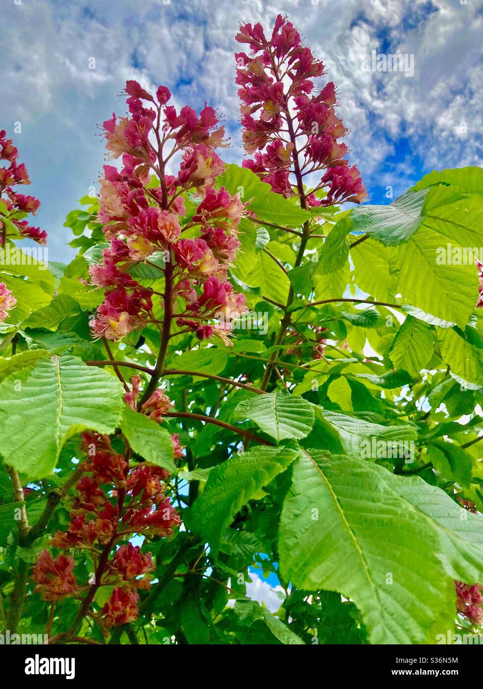 Pink chestnut tree -Fotos und -Bildmaterial in hoher Auflösung – Alamy