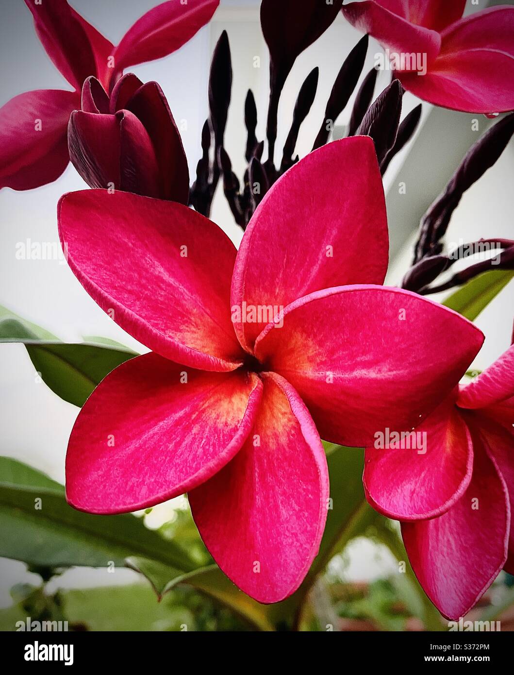 Red frangipani -Fotos und -Bildmaterial in hoher Auflösung – Alamy