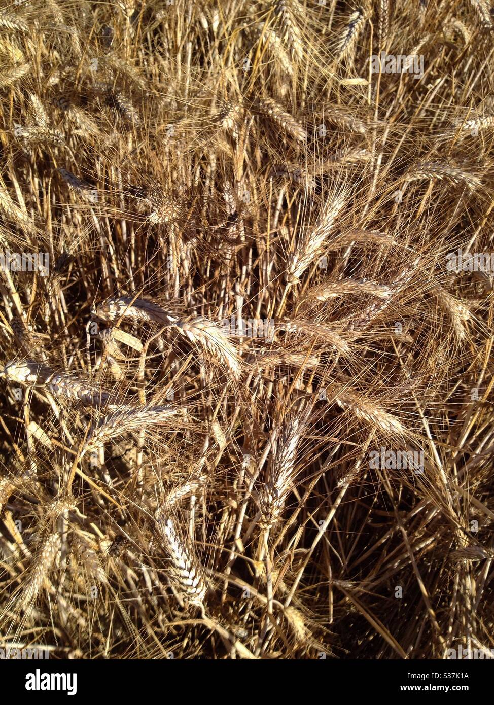 Durum wheat -Fotos und -Bildmaterial in hoher Auflösung – Alamy