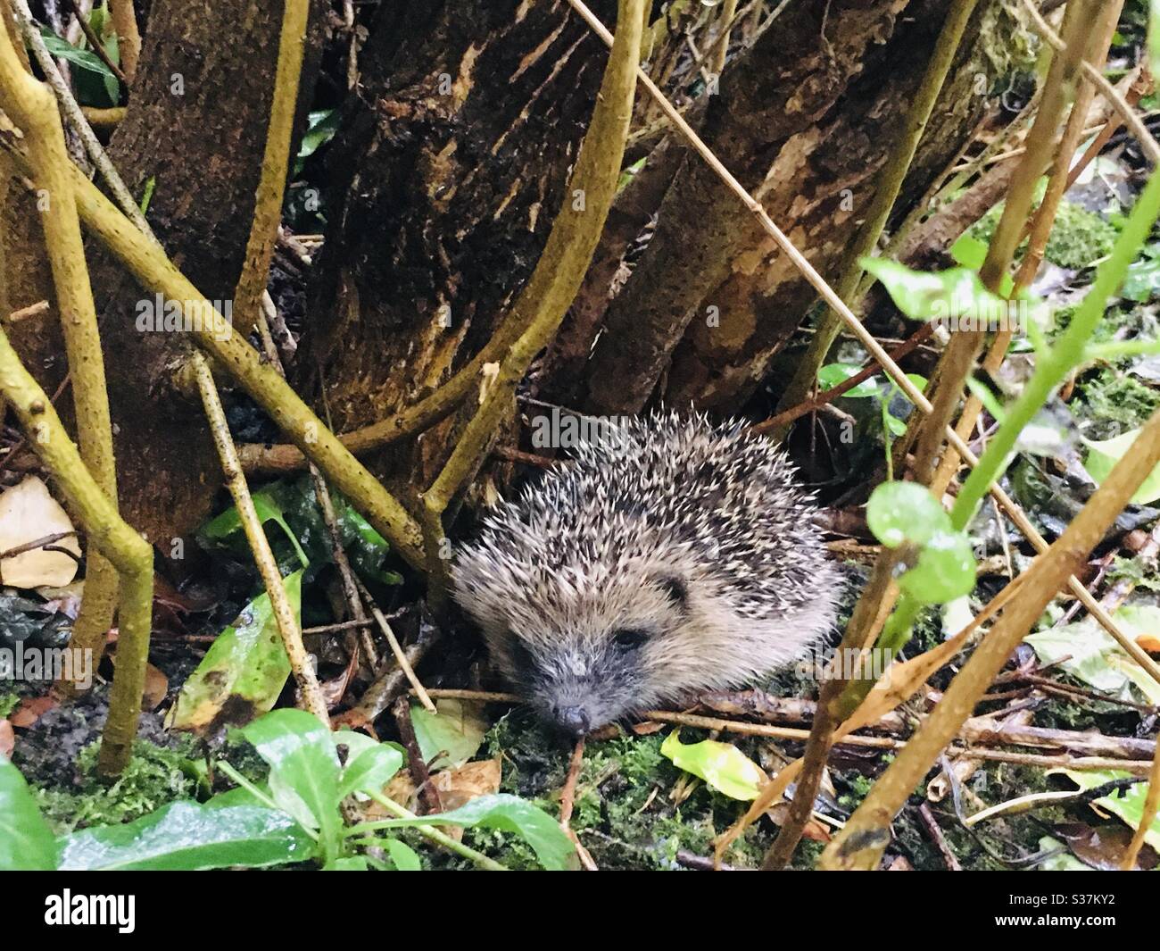 Igel familie -Fotos und -Bildmaterial in hoher Auflösung – Alamy