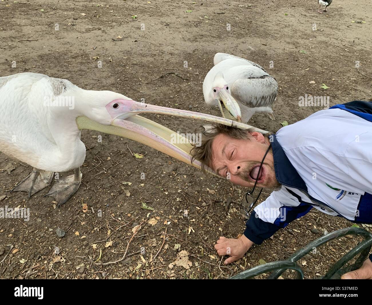Pelikan mann -Fotos und -Bildmaterial in hoher Auflösung – Alamy