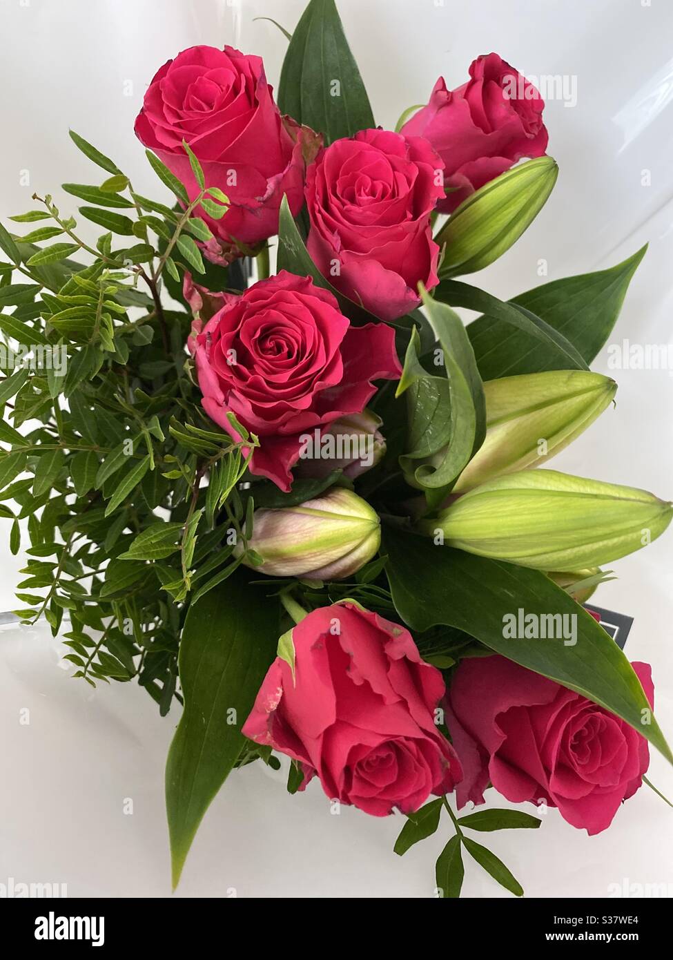 Blumen rosen -Fotos und -Bildmaterial in hoher Auflösung – Alamy