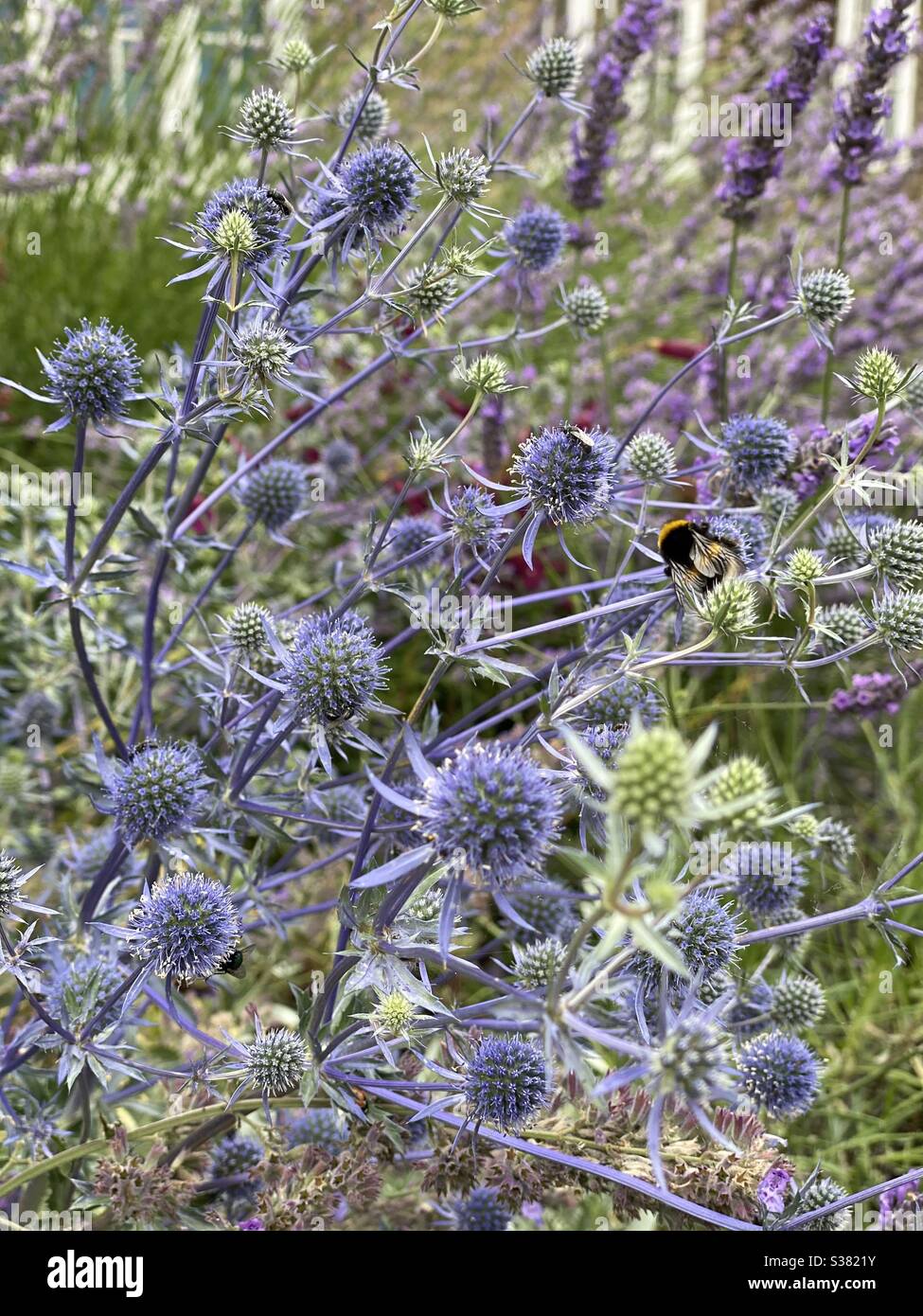 Lila disteln -Fotos und -Bildmaterial in hoher Auflösung – Alamy