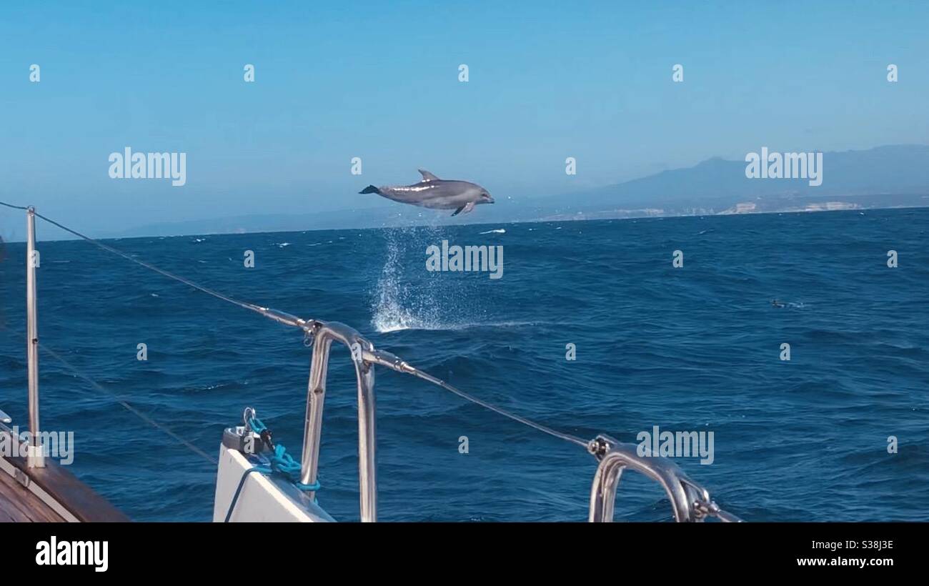 Flying dolphin -Fotos und -Bildmaterial in hoher Auflösung – Alamy