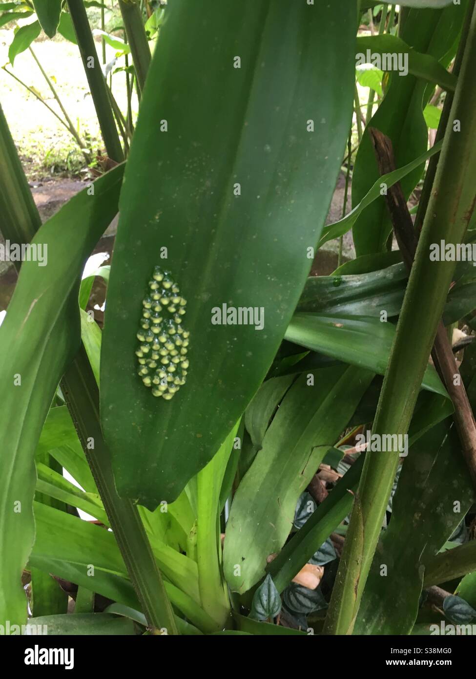 Frosch und eier -Fotos und -Bildmaterial in hoher Auflösung – Alamy
