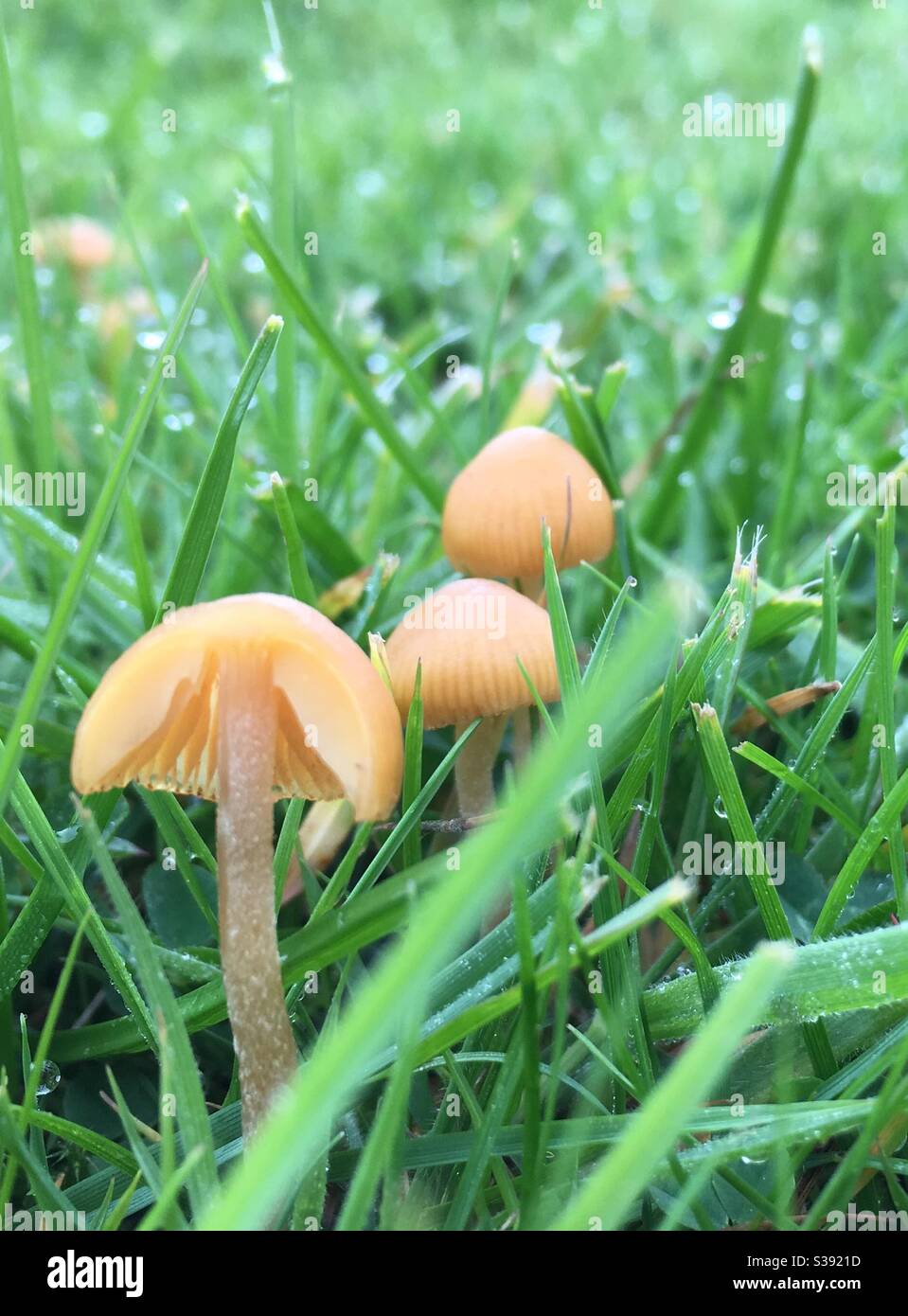 Pilze im rasen -Fotos und -Bildmaterial in hoher Auflösung – Alamy