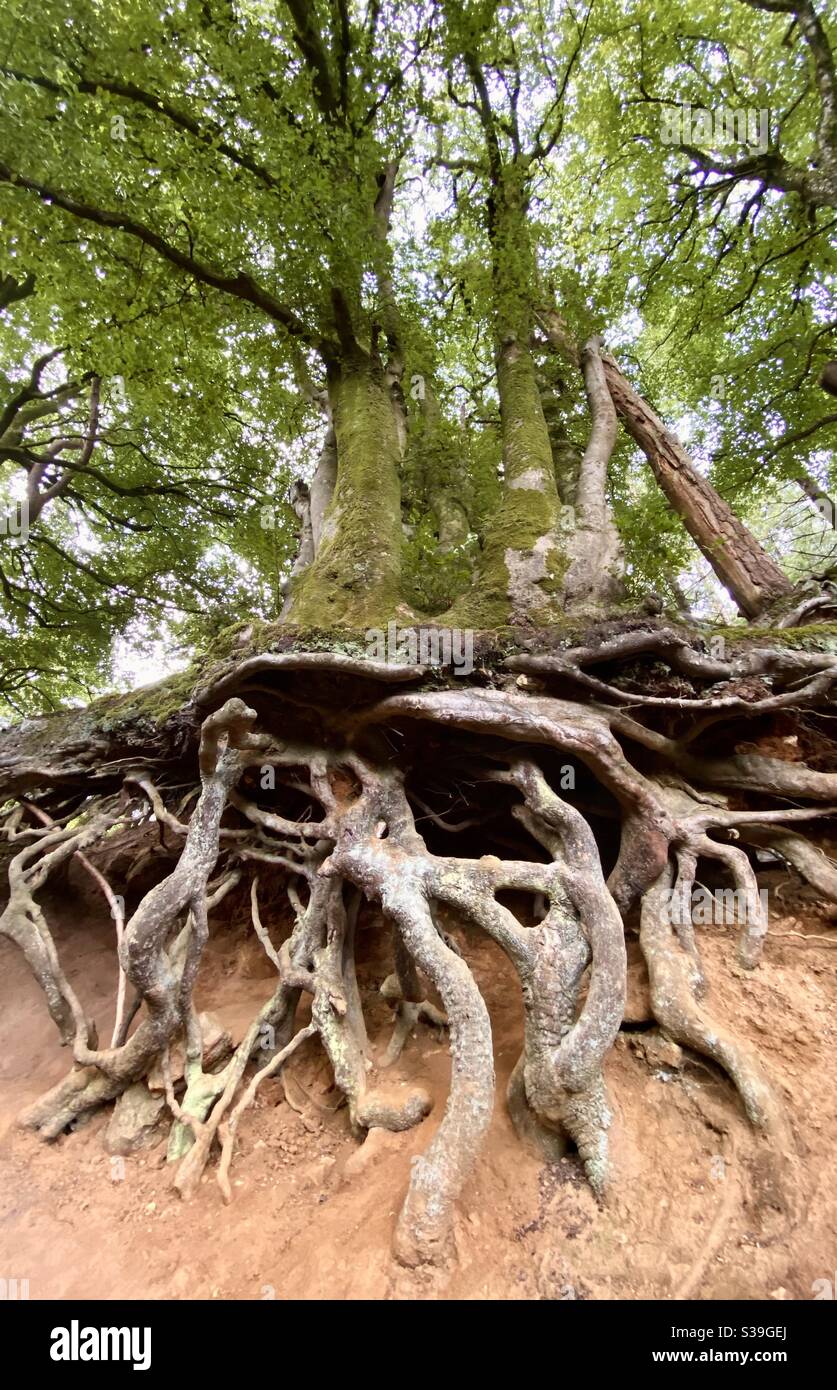 Freiliegende Baumwurzeln von unten Stockfotografie - Alamy