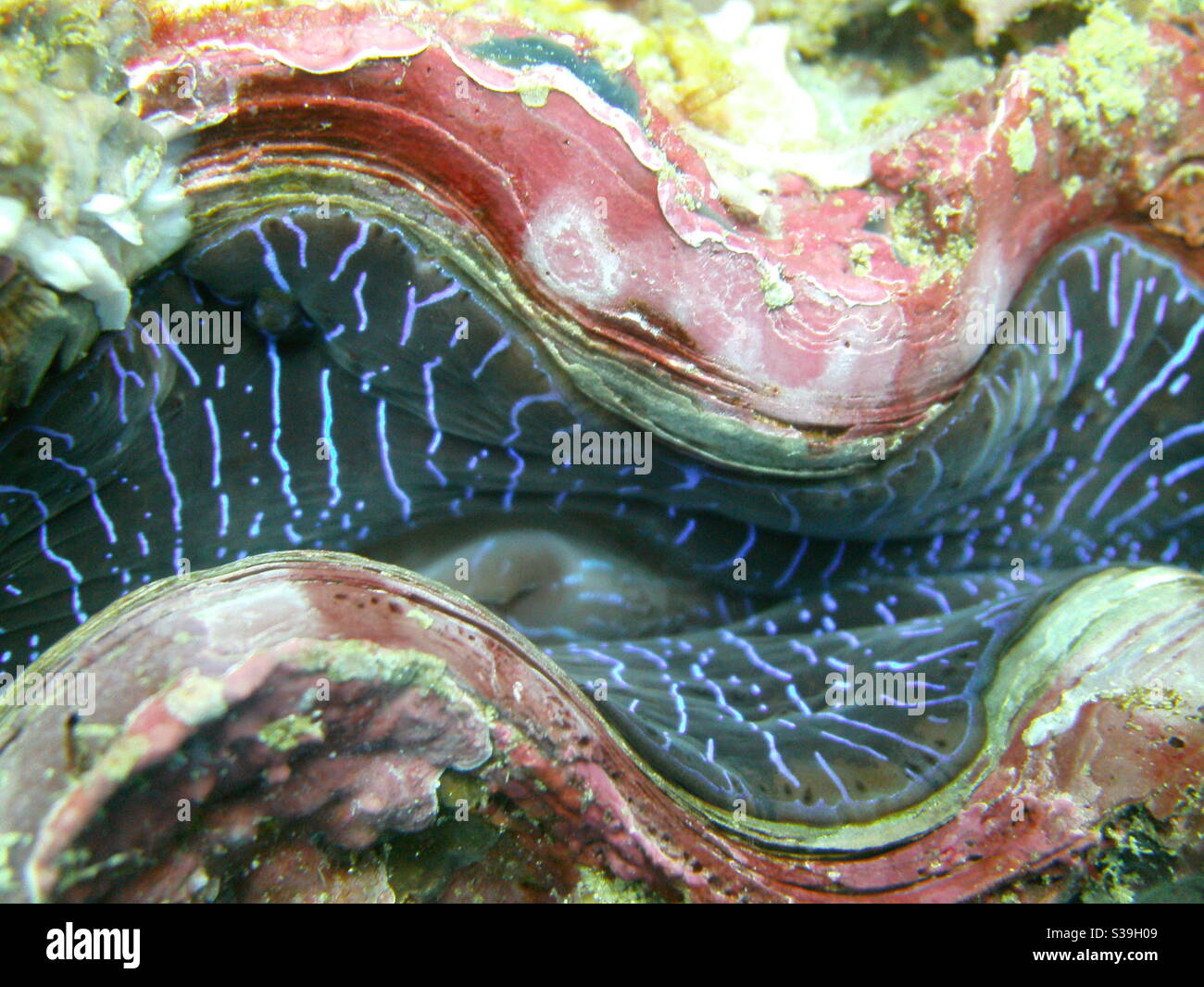 Muscheln muschel kletterer -Fotos und -Bildmaterial in hoher Auflösung ...