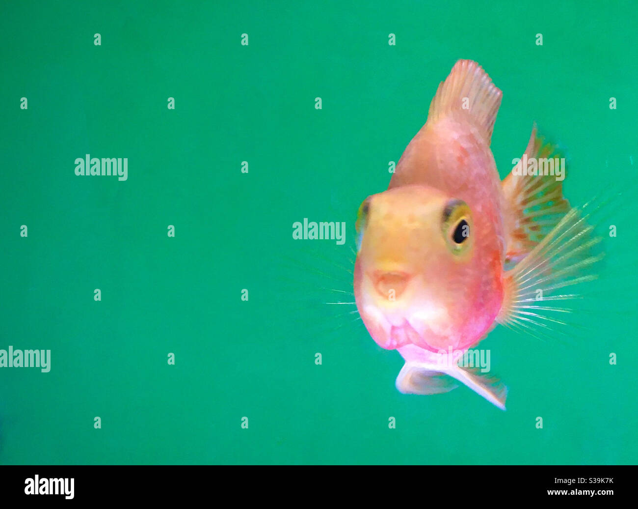 Orange fische -Fotos und -Bildmaterial in hoher Auflösung – Alamy