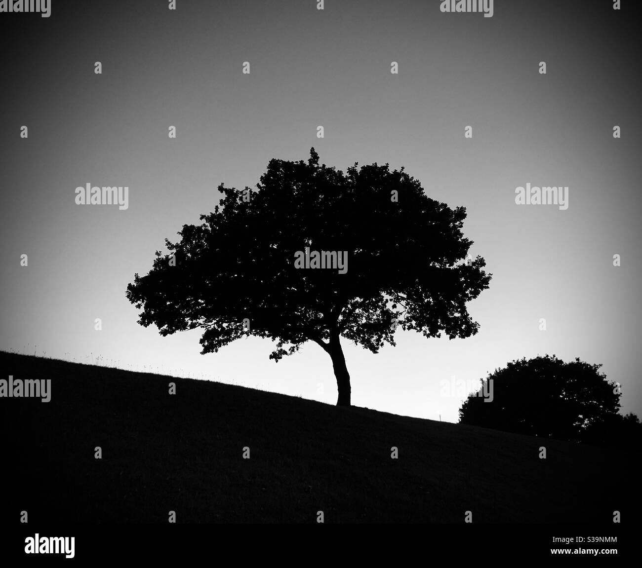 Monotone tree -Fotos und -Bildmaterial in hoher Auflösung – Alamy