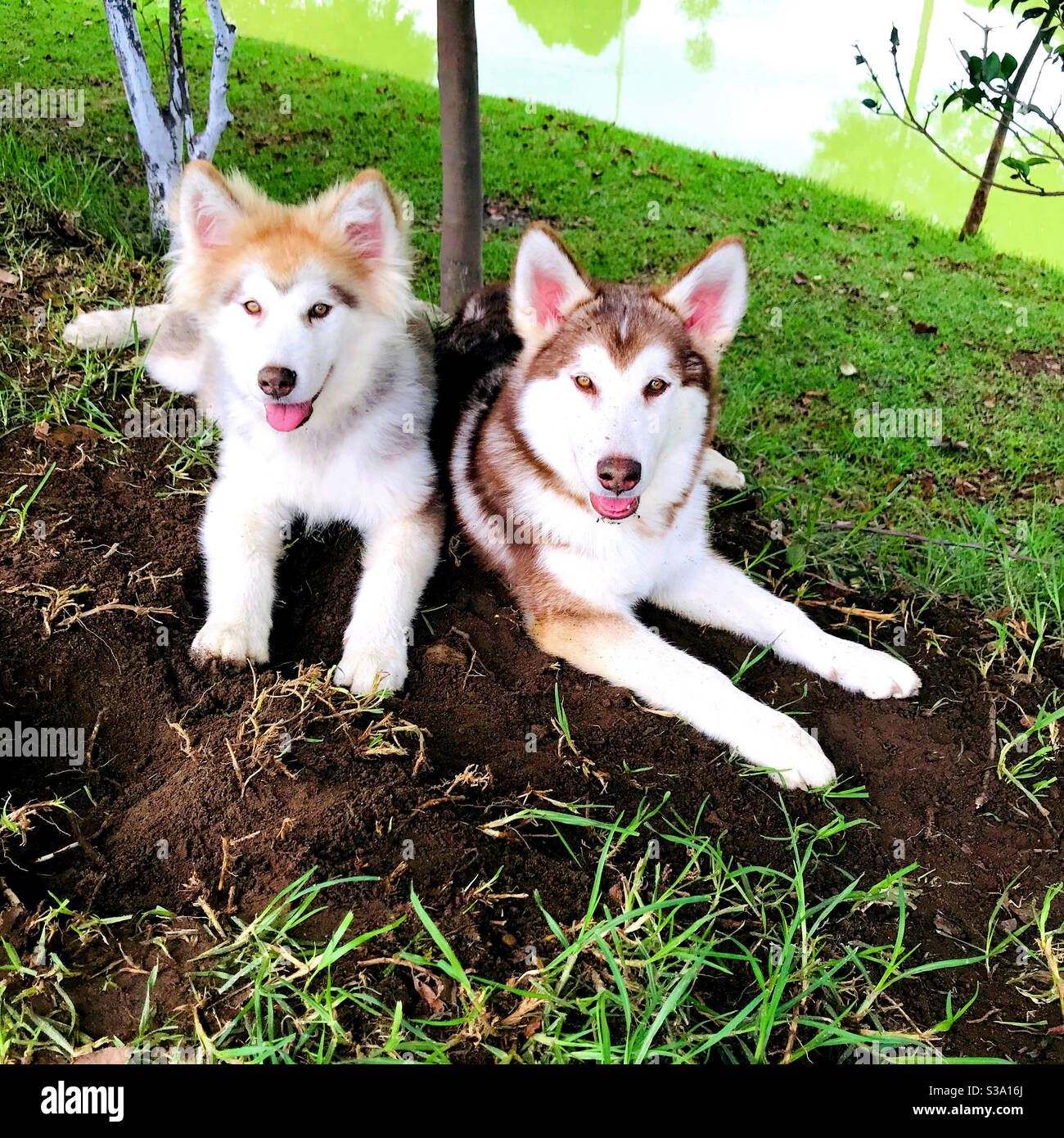 Brown husky -Fotos und -Bildmaterial in hoher Auflösung – Alamy