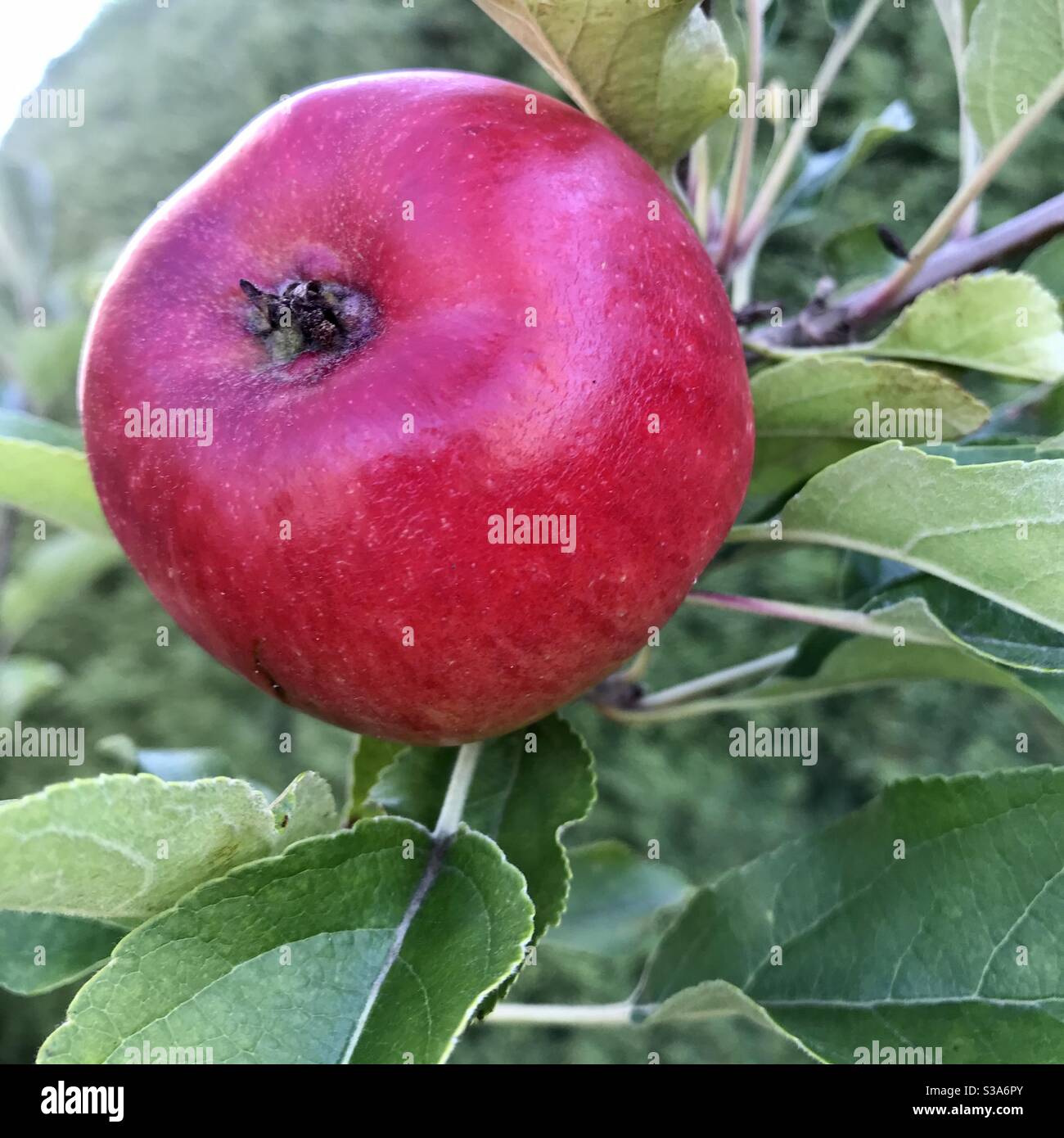Roter apfel am baum -Fotos und -Bildmaterial in hoher Auflösung – Alamy