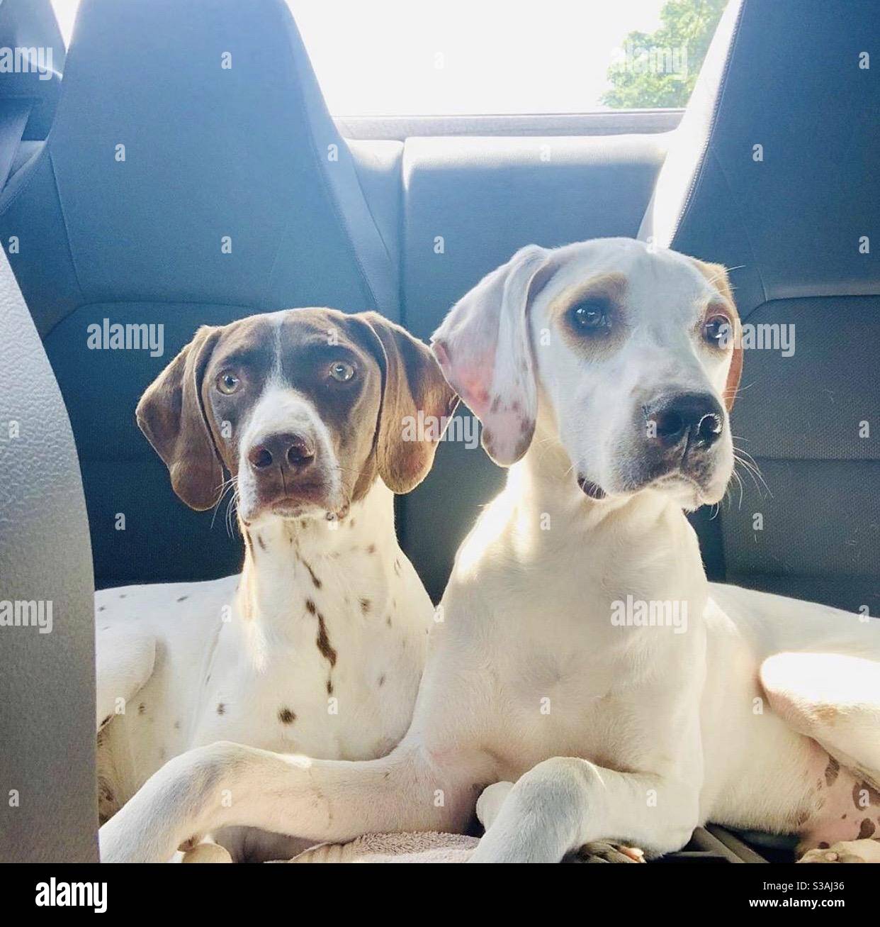 Englisch zeiger hunde -Fotos und -Bildmaterial in hoher Auflösung – Alamy