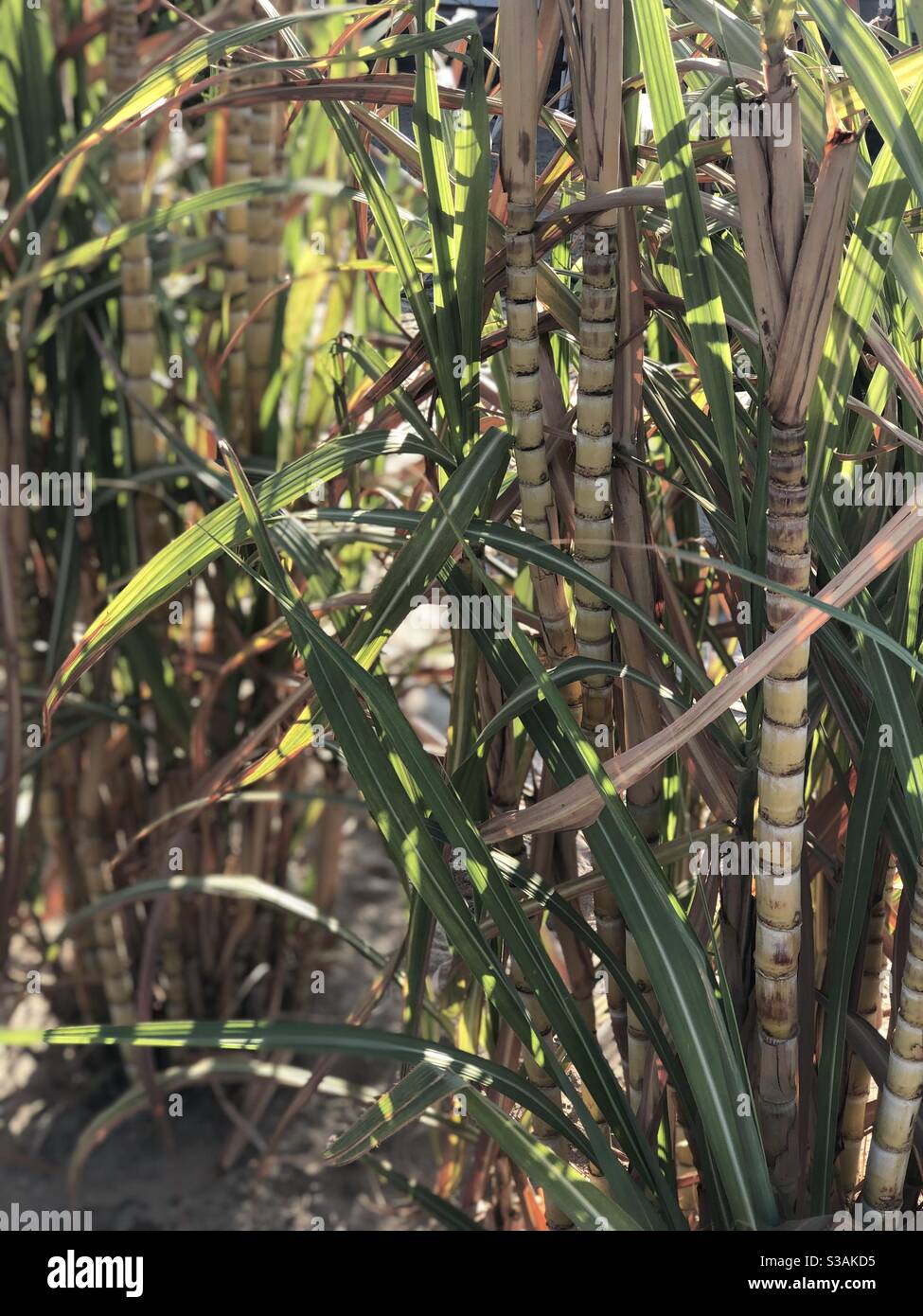 Al zuckerrohr -Fotos und -Bildmaterial in hoher Auflösung – Alamy