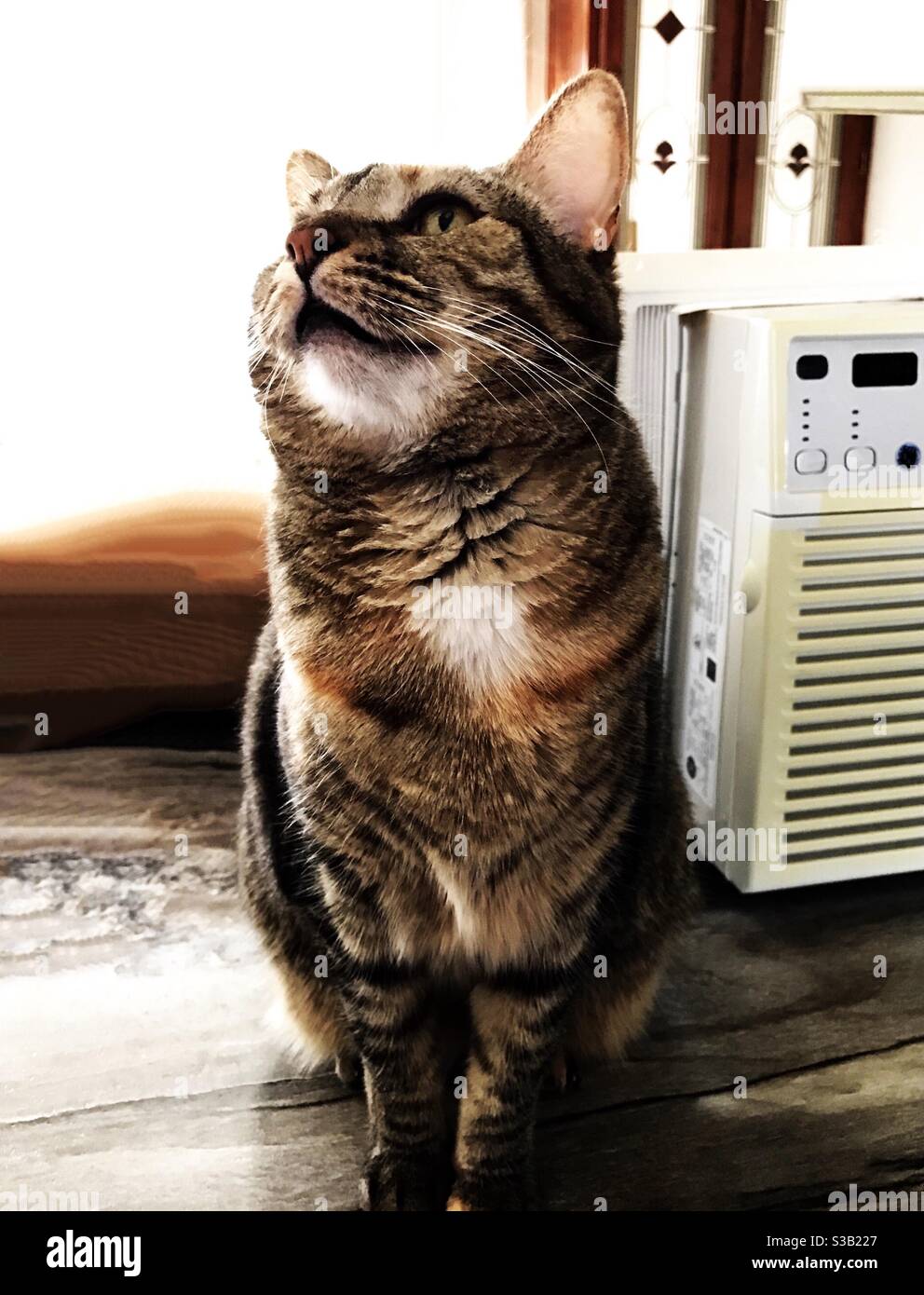 Hauskatze fotos -Fotos und -Bildmaterial in hoher Auflösung – Alamy
