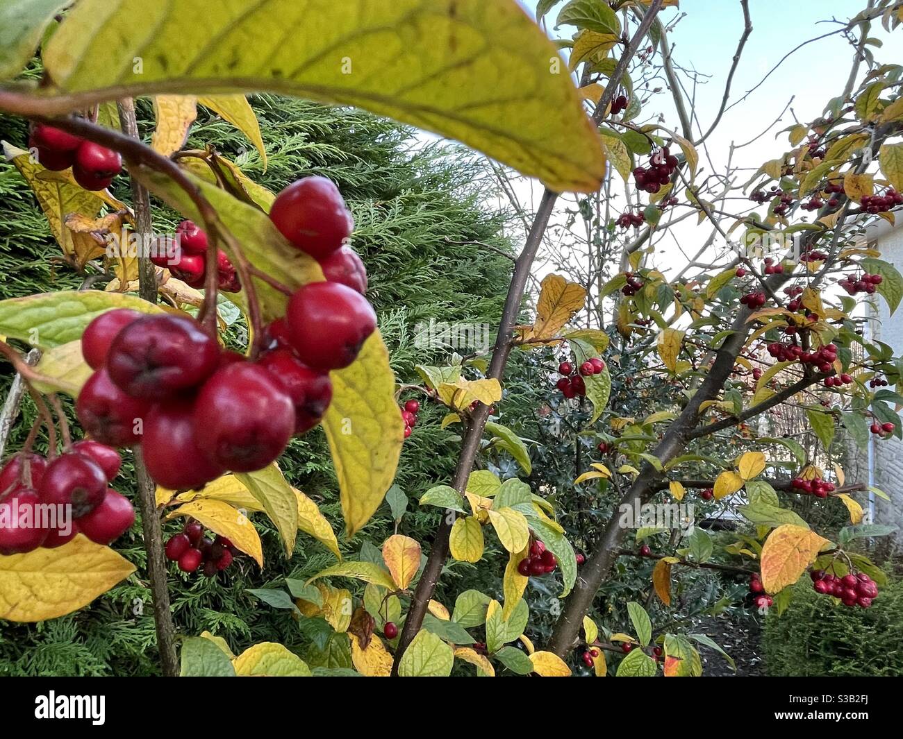 Wilde rote beere -Fotos und -Bildmaterial in hoher Auflösung – Alamy