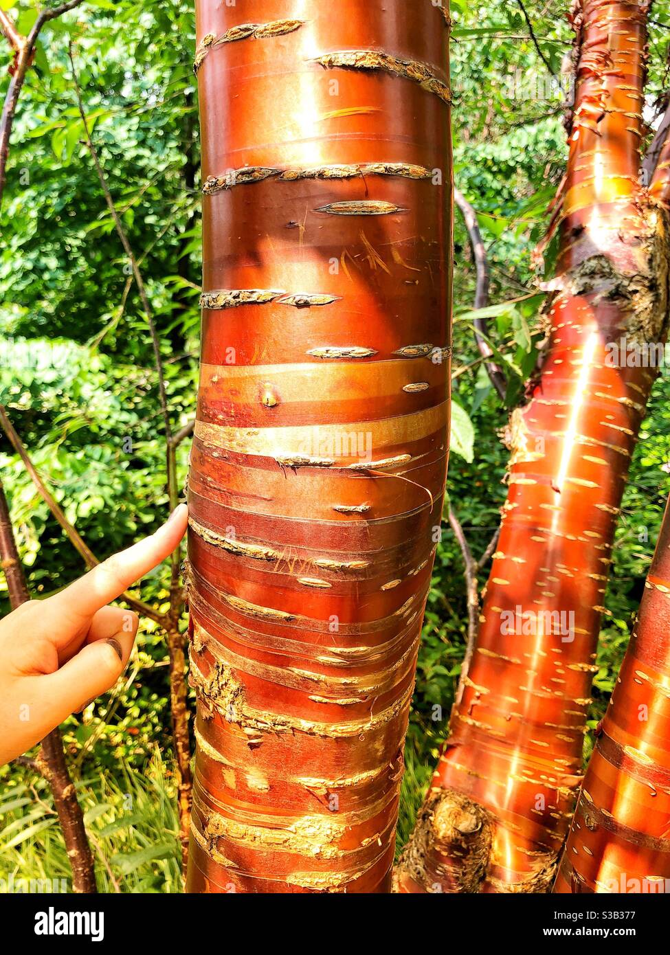 Bunte rinde von prunus serrula -Fotos und -Bildmaterial in hoher ...