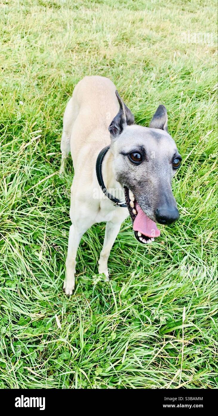 Mini haustier -Fotos und -Bildmaterial in hoher Auflösung – Alamy