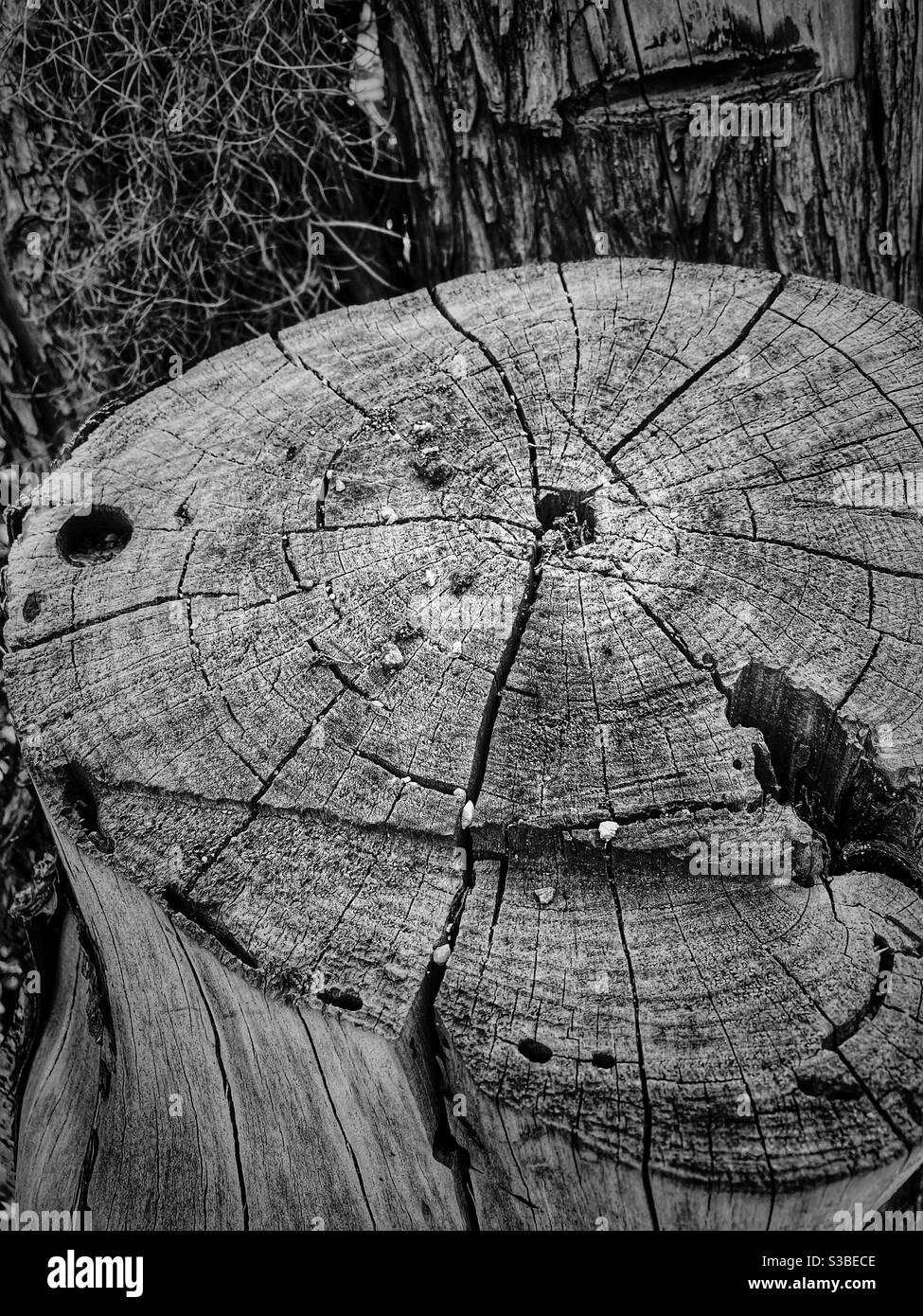 Age rings -Fotos und -Bildmaterial in hoher Auflösung – Alamy