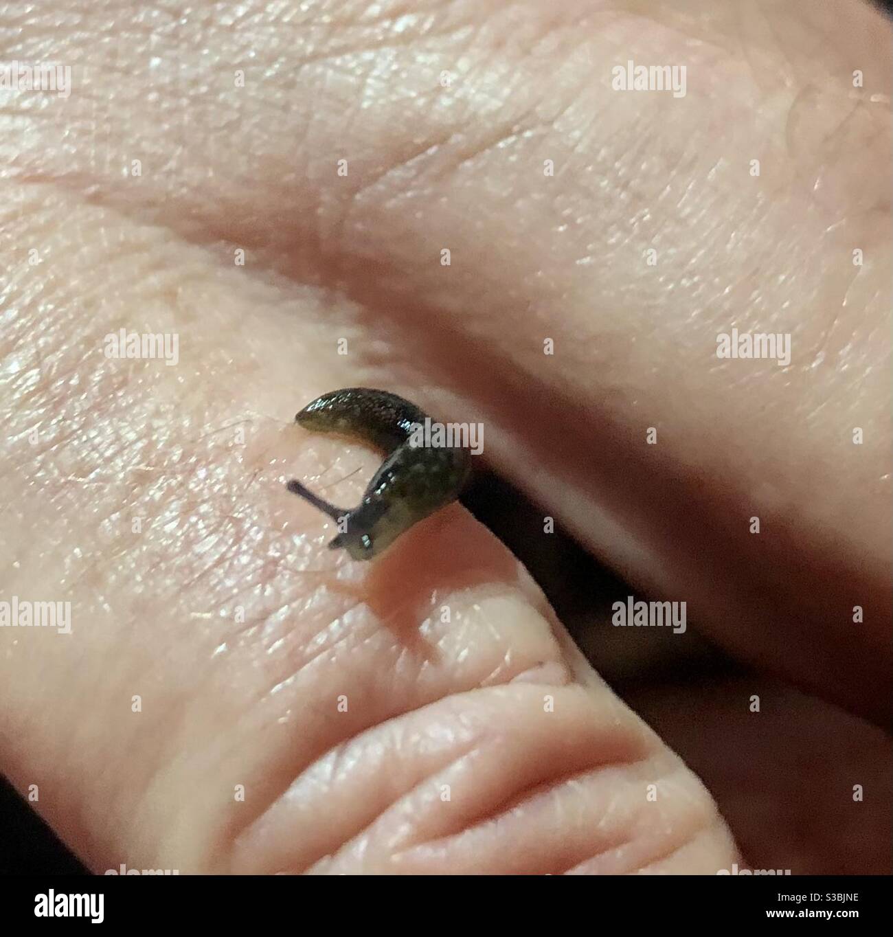 Young slug -Fotos und -Bildmaterial in hoher Auflösung – Alamy
