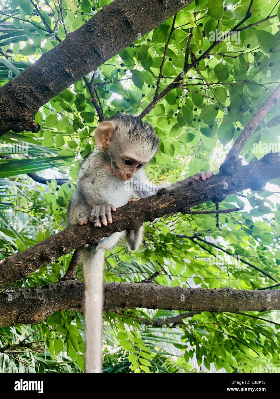 Affe im baum -Fotos und -Bildmaterial in hoher Auflösung – Alamy