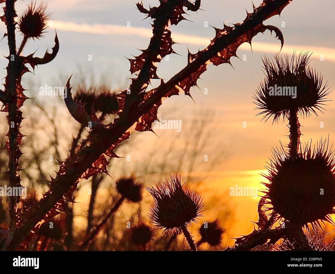 Juliet d -Fotos und -Bildmaterial in hoher Auflösung – Alamy