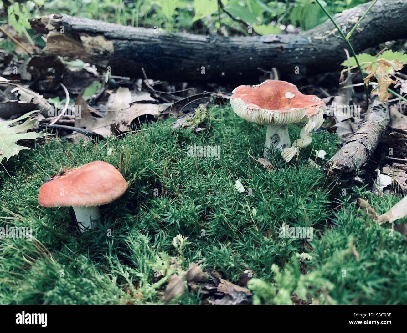 Rote pilze -Fotos und -Bildmaterial in hoher Auflösung – Alamy