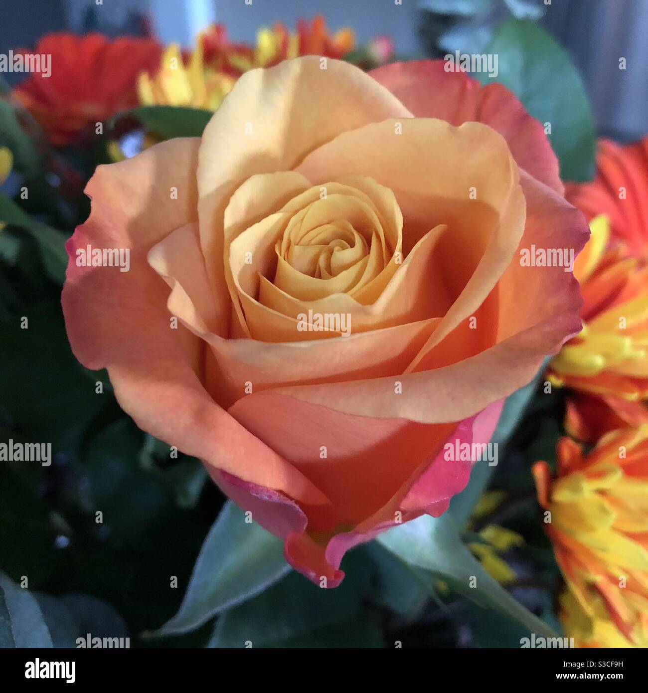 Erstaunlich Rose Im Herbst Bilder