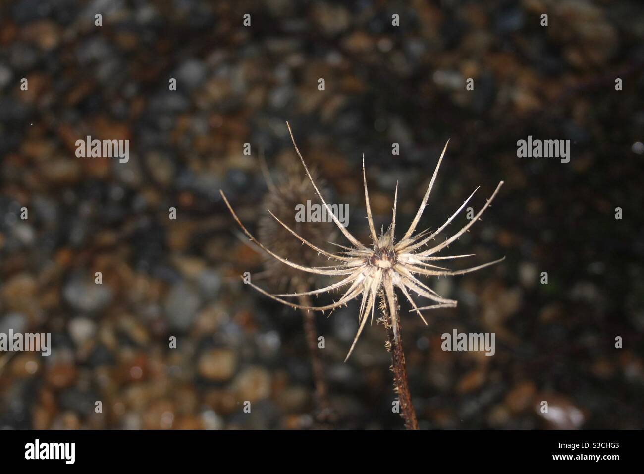 Blume am strand -Fotos und -Bildmaterial in hoher Auflösung – Alamy