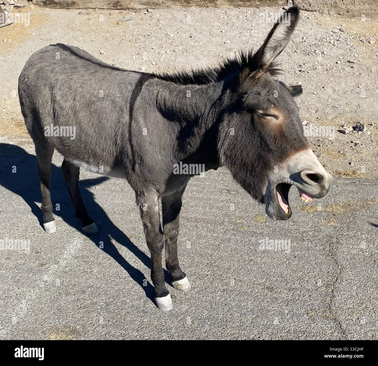 Donkey braying -Fotos und -Bildmaterial in hoher Auflösung – Alamy