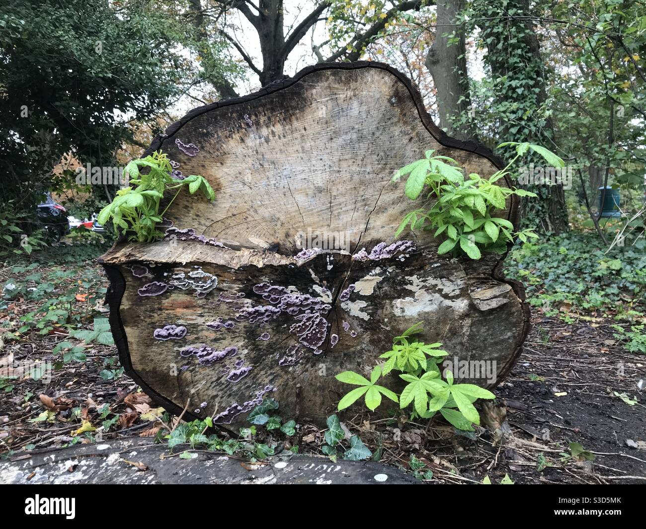 Baumstamm wird abgeholzt -Fotos und -Bildmaterial in hoher Auflösung ...
