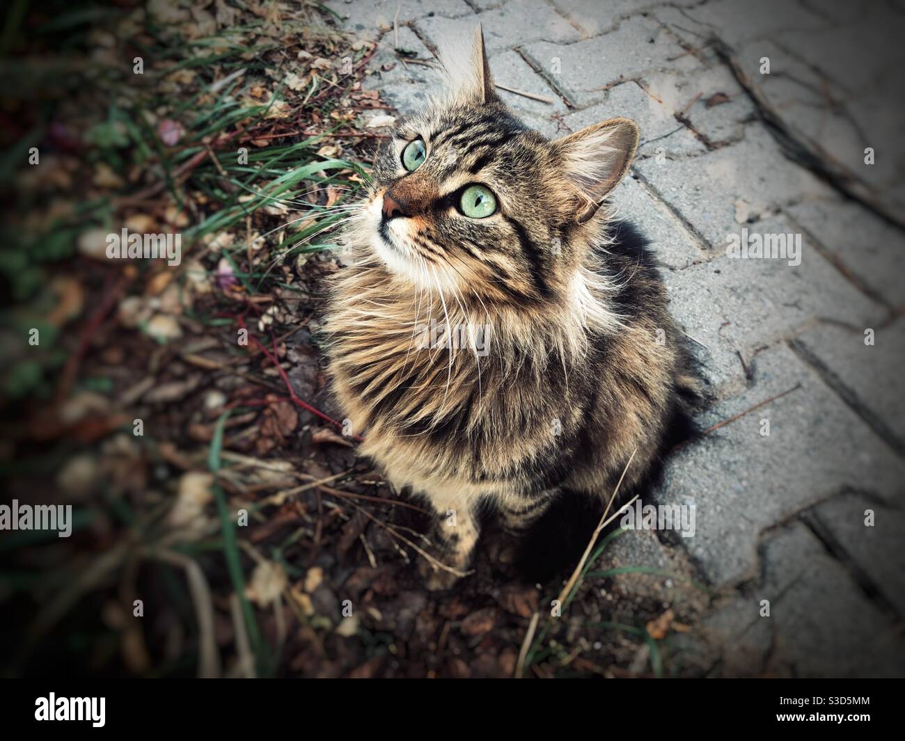 Tabby katze suchen Stockfotos und -bilder Kaufen - Alamy