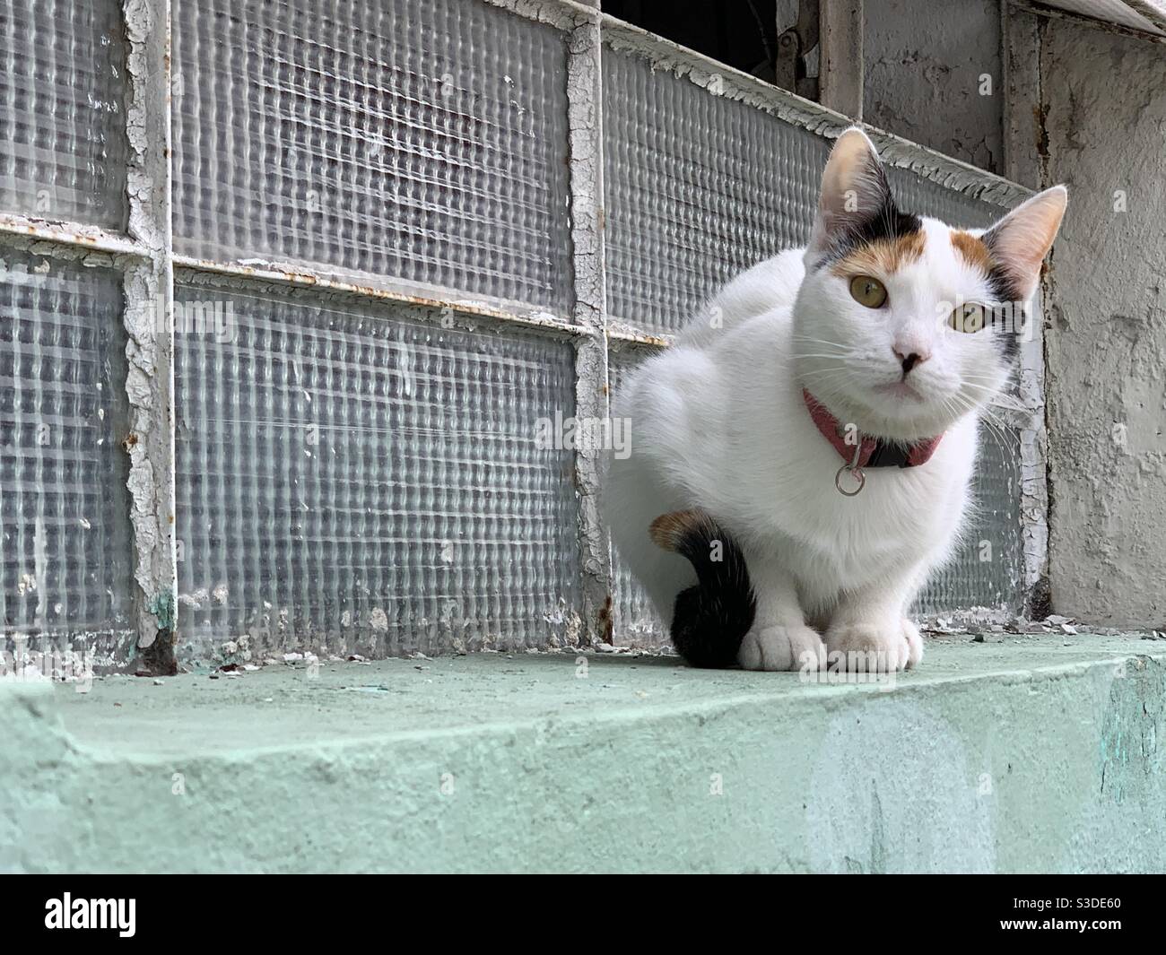 Verwesung katze -Fotos und -Bildmaterial in hoher Auflösung – Alamy