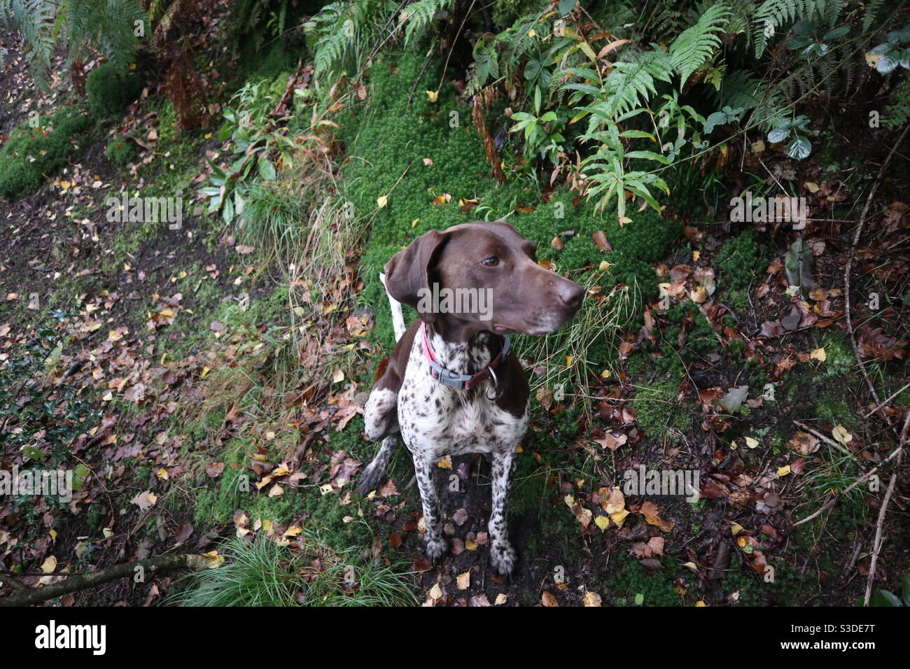 Gsp hund -Fotos und -Bildmaterial in hoher Auflösung – Alamy
